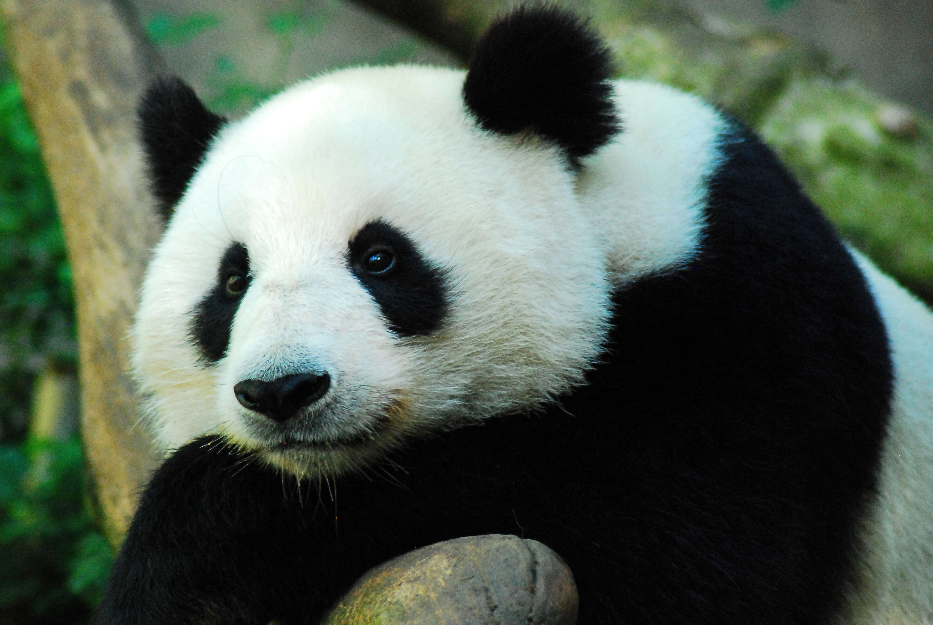 Happy Panda Day! 6 fun facts about these bamboo-loving bears | Young ...