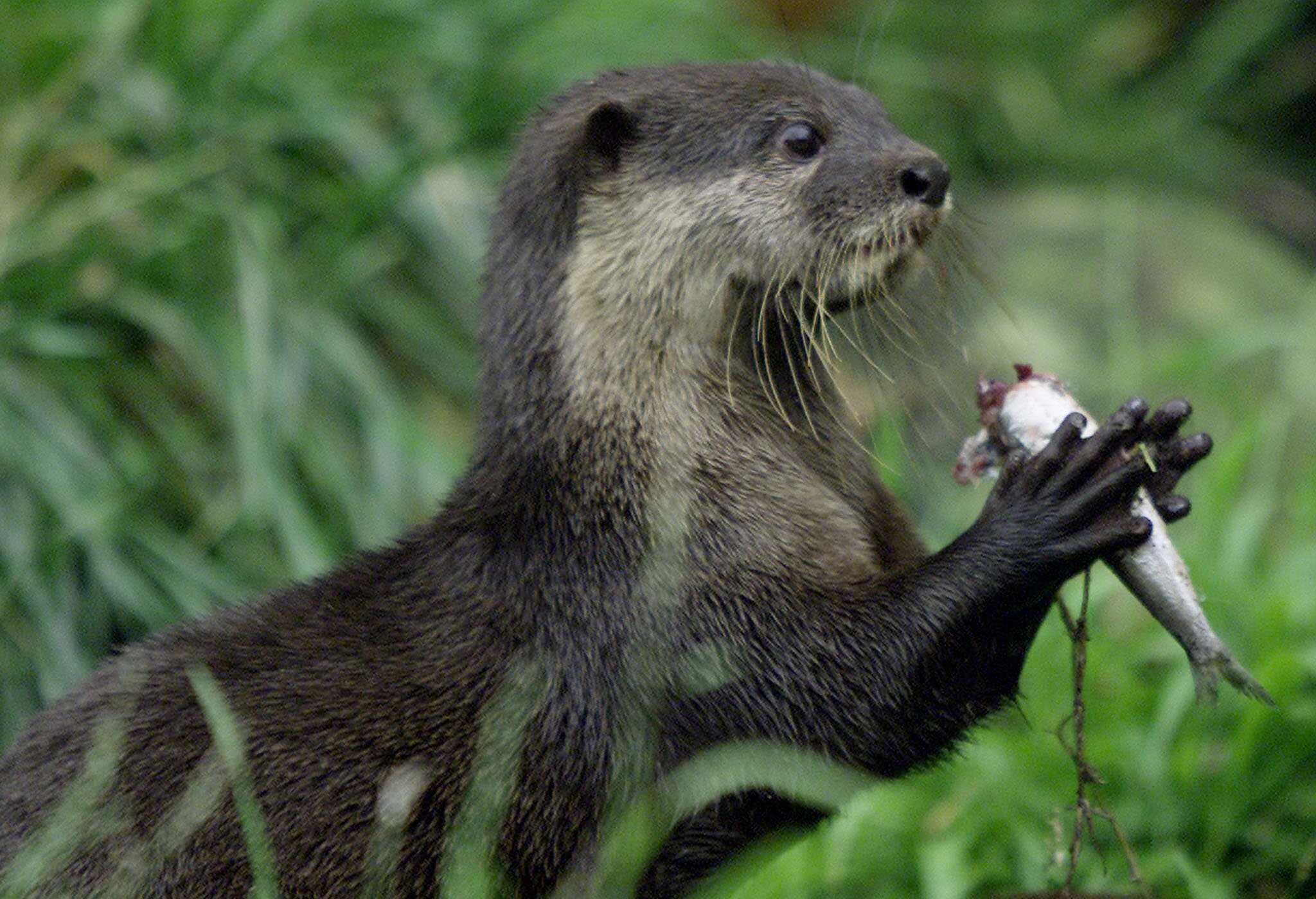 Ancient fossils of a gigantic ancient otter found in east Africa ...