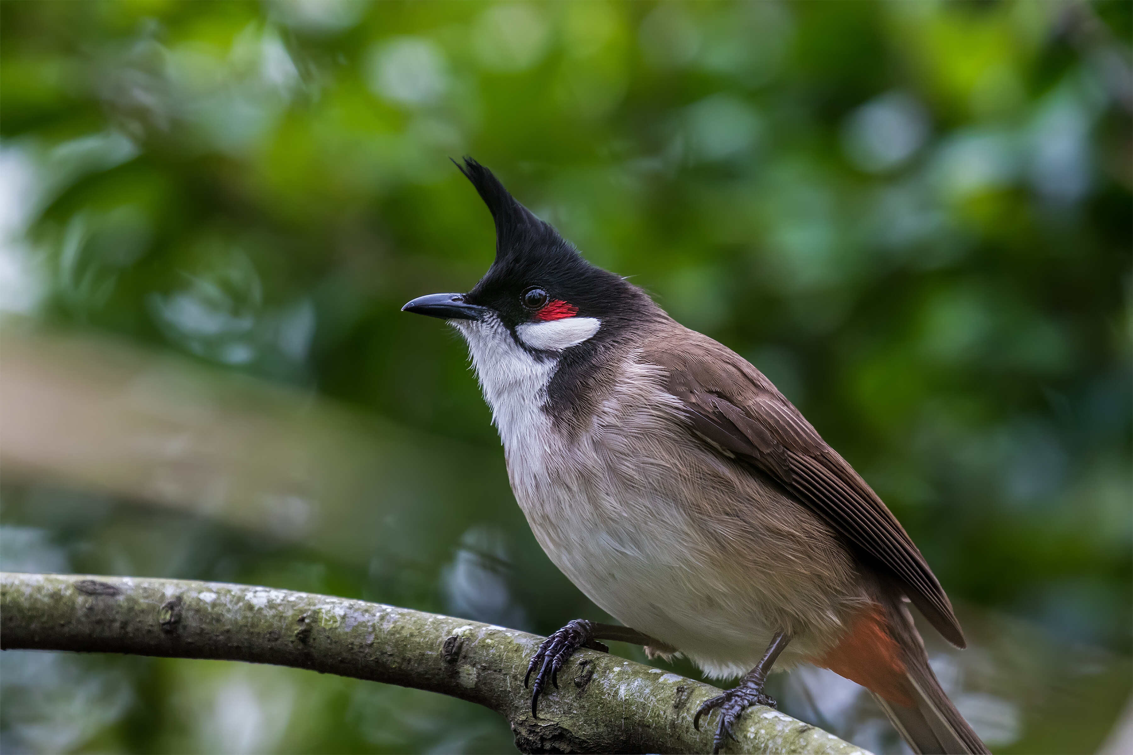 An animal expert explains the meaning behind Hong Kong birds’ calls and ...
