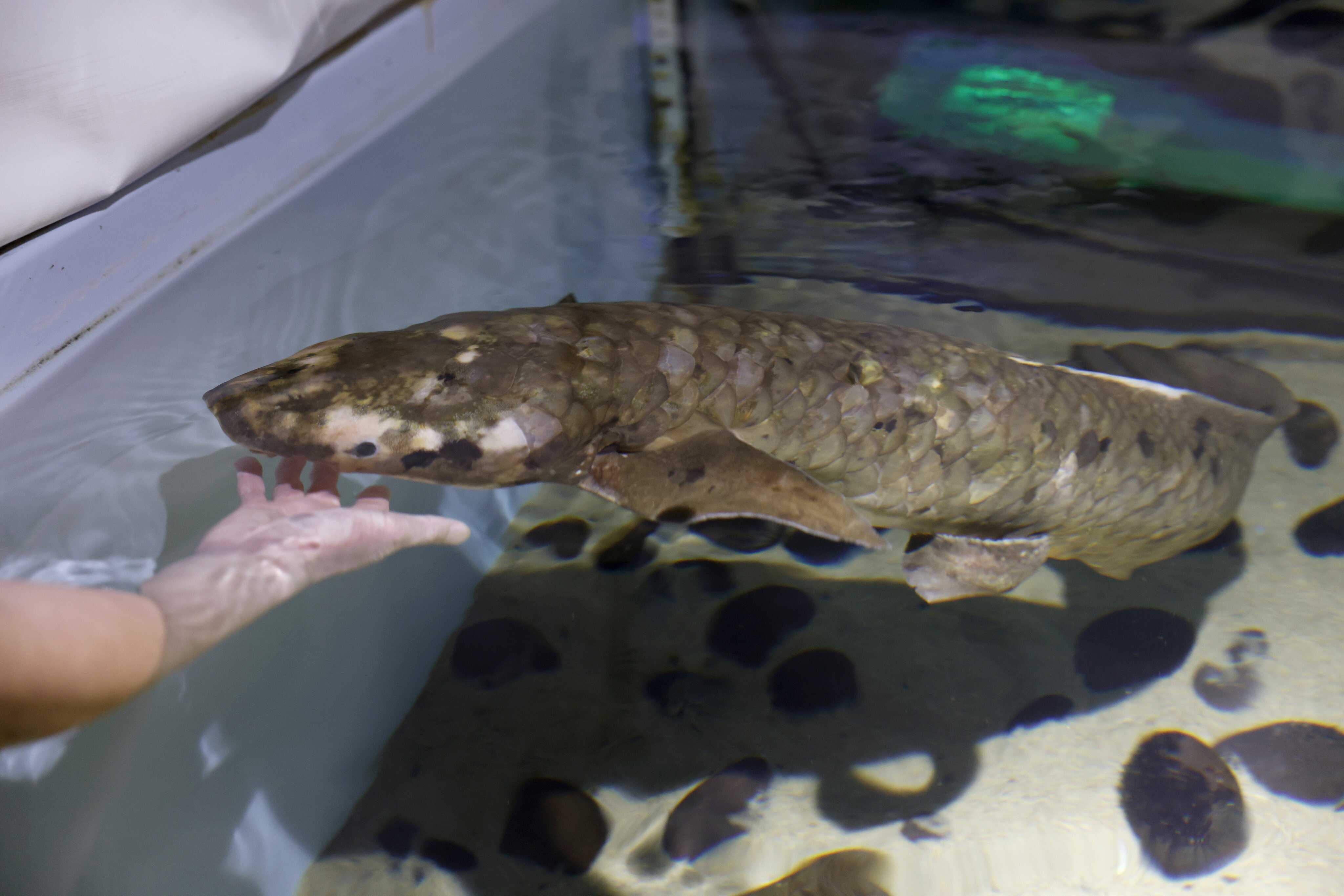 Meet Methuselah, the oldest living aquarium fish | Young Post Club