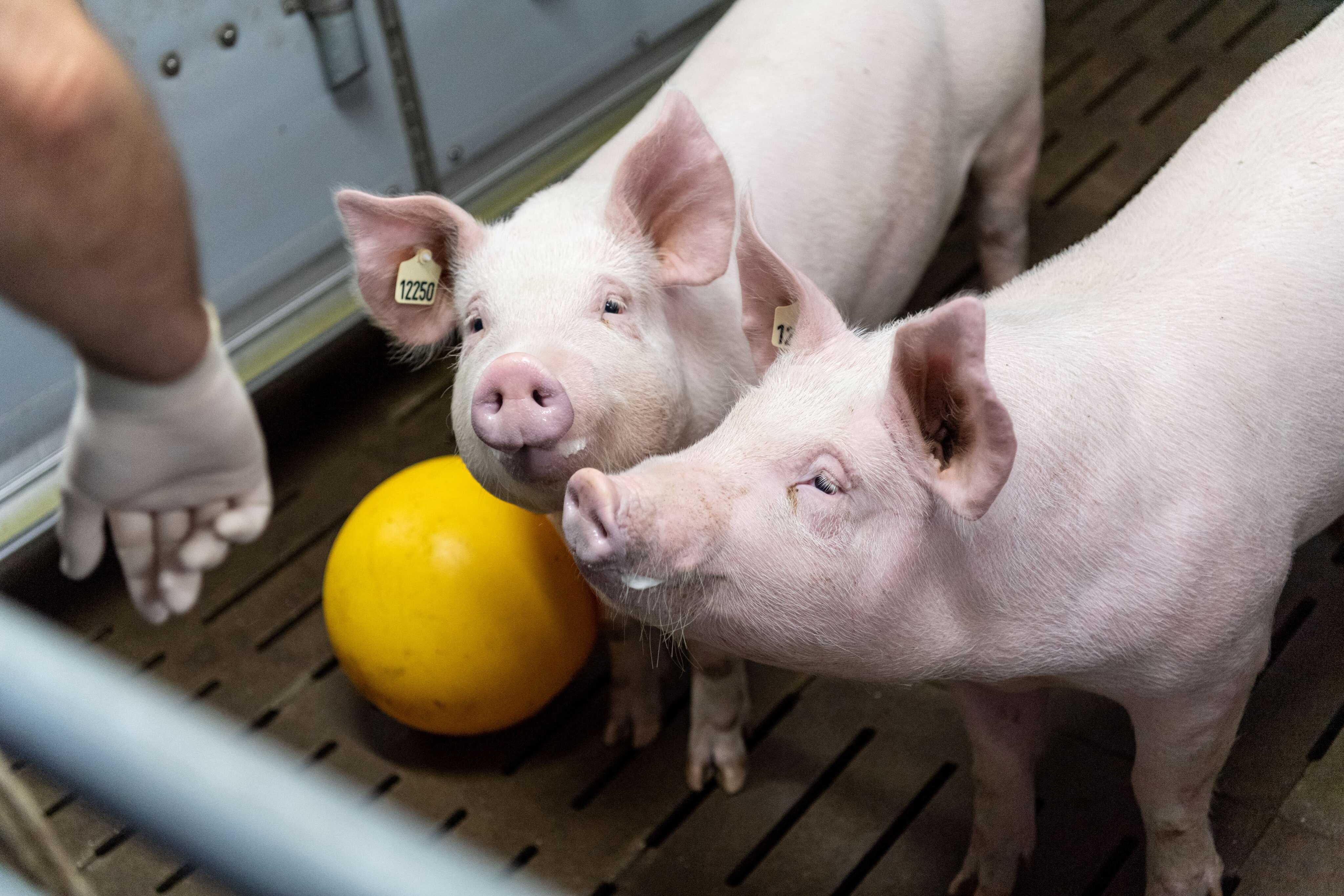 Scientists to breed pigs for human heart transplants | Young Post Club