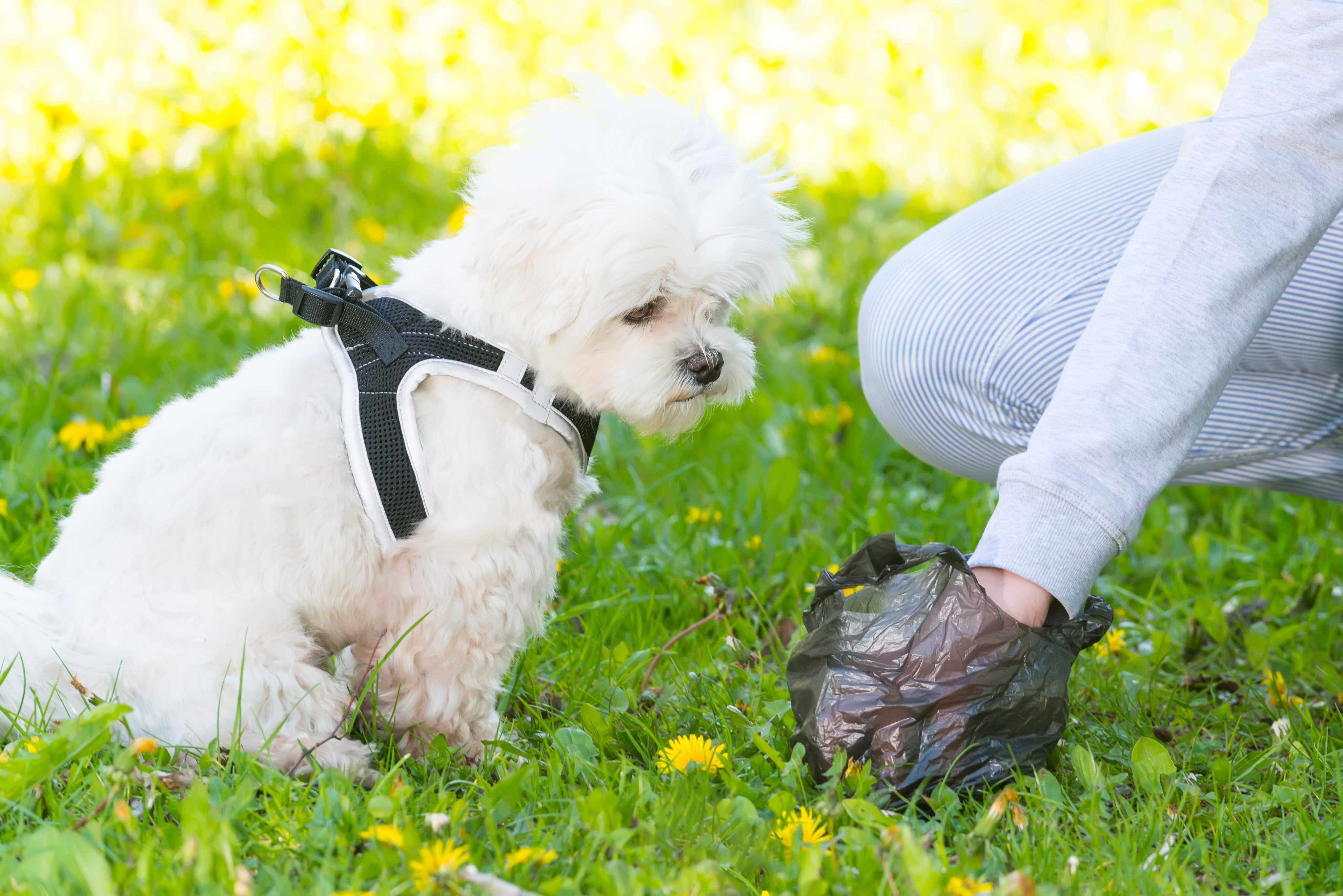 How to reduce your pet’s carbon pawprint | Young Post Club