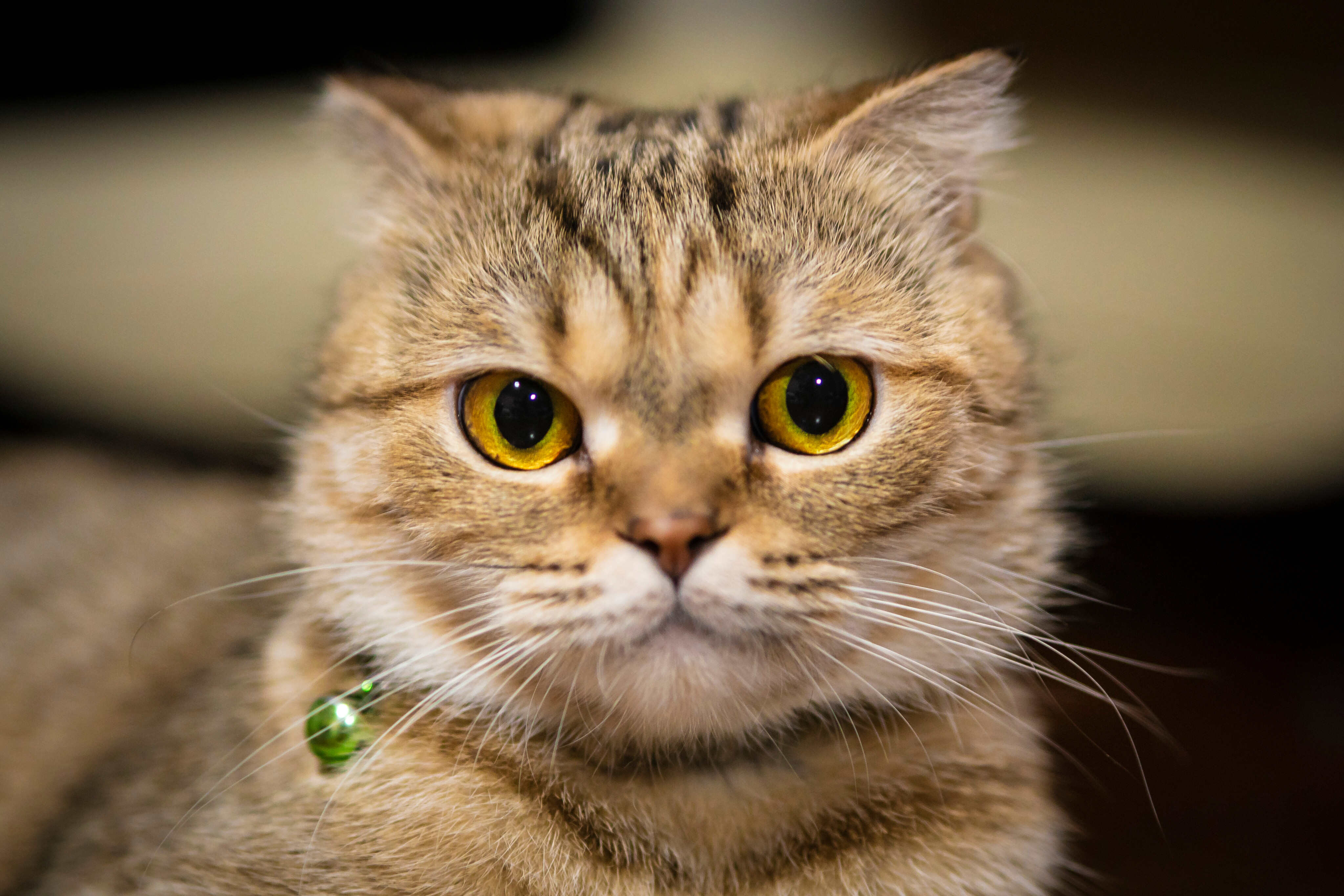 Cat got your tongue? Try out some feline-inspired Cantonese slang ...