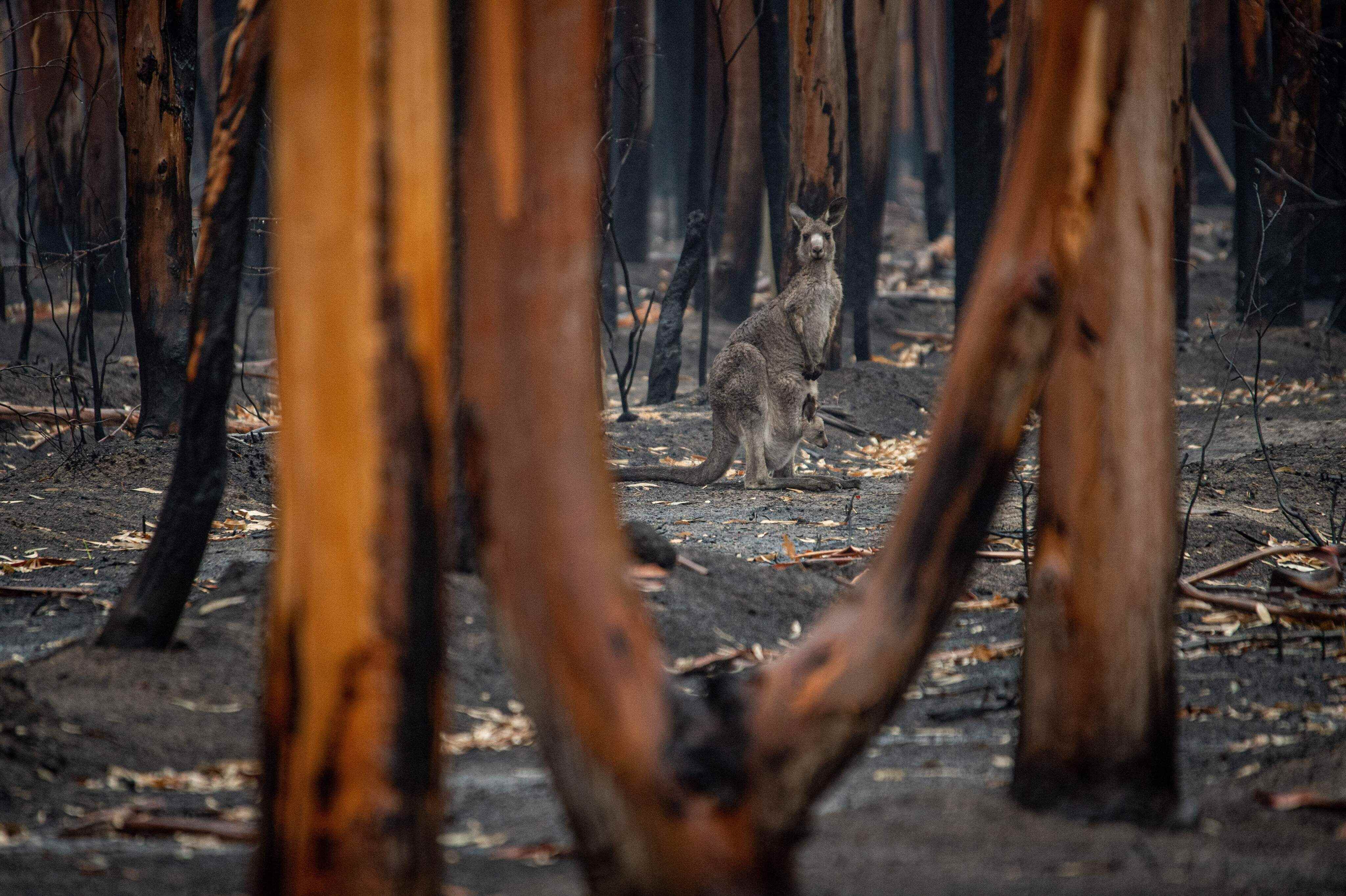 ‘Shocking’ report shows how Australia’s land and wildlife are being ...