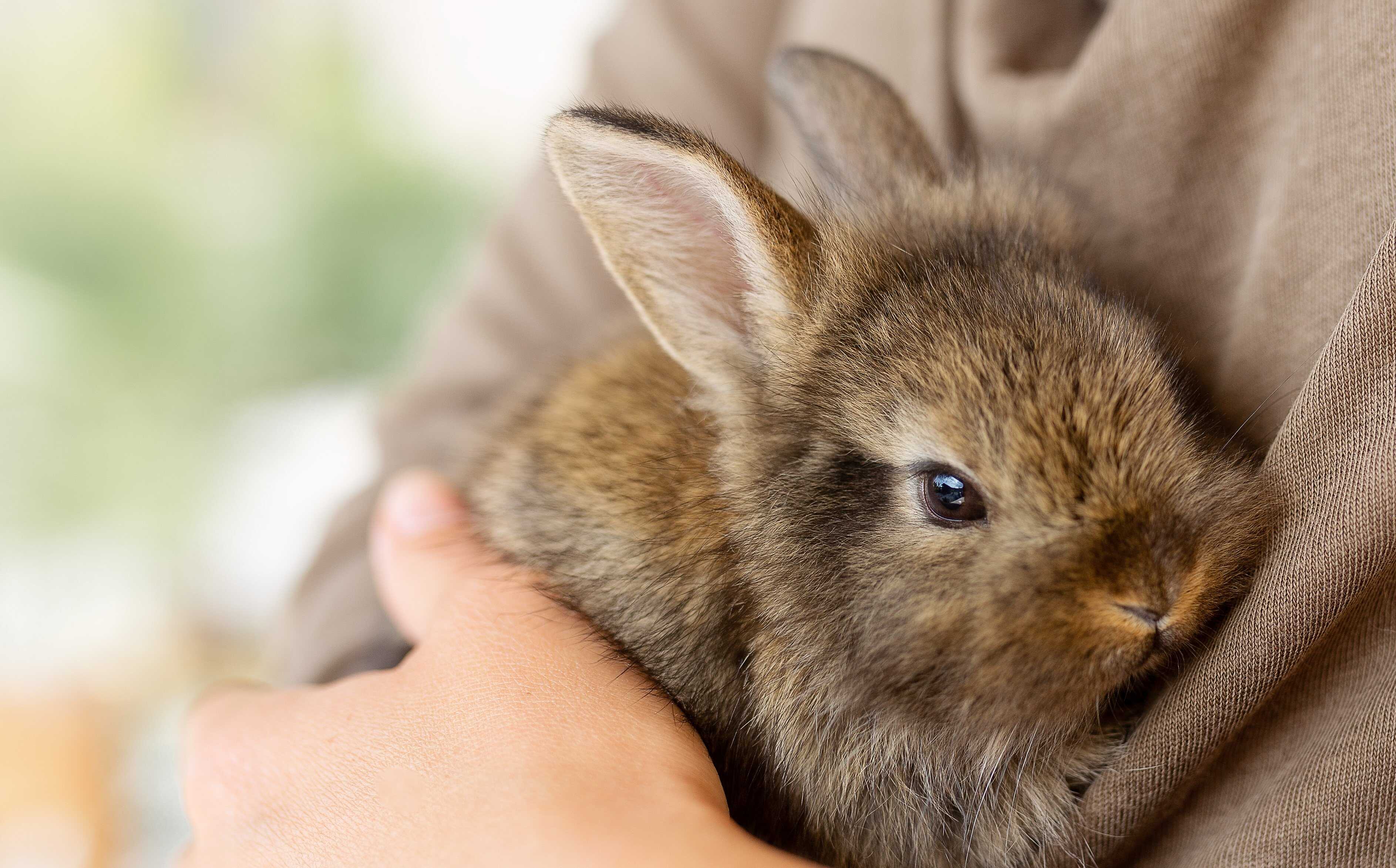 Everything you need to know about keeping pet rabbits | Young Post Club