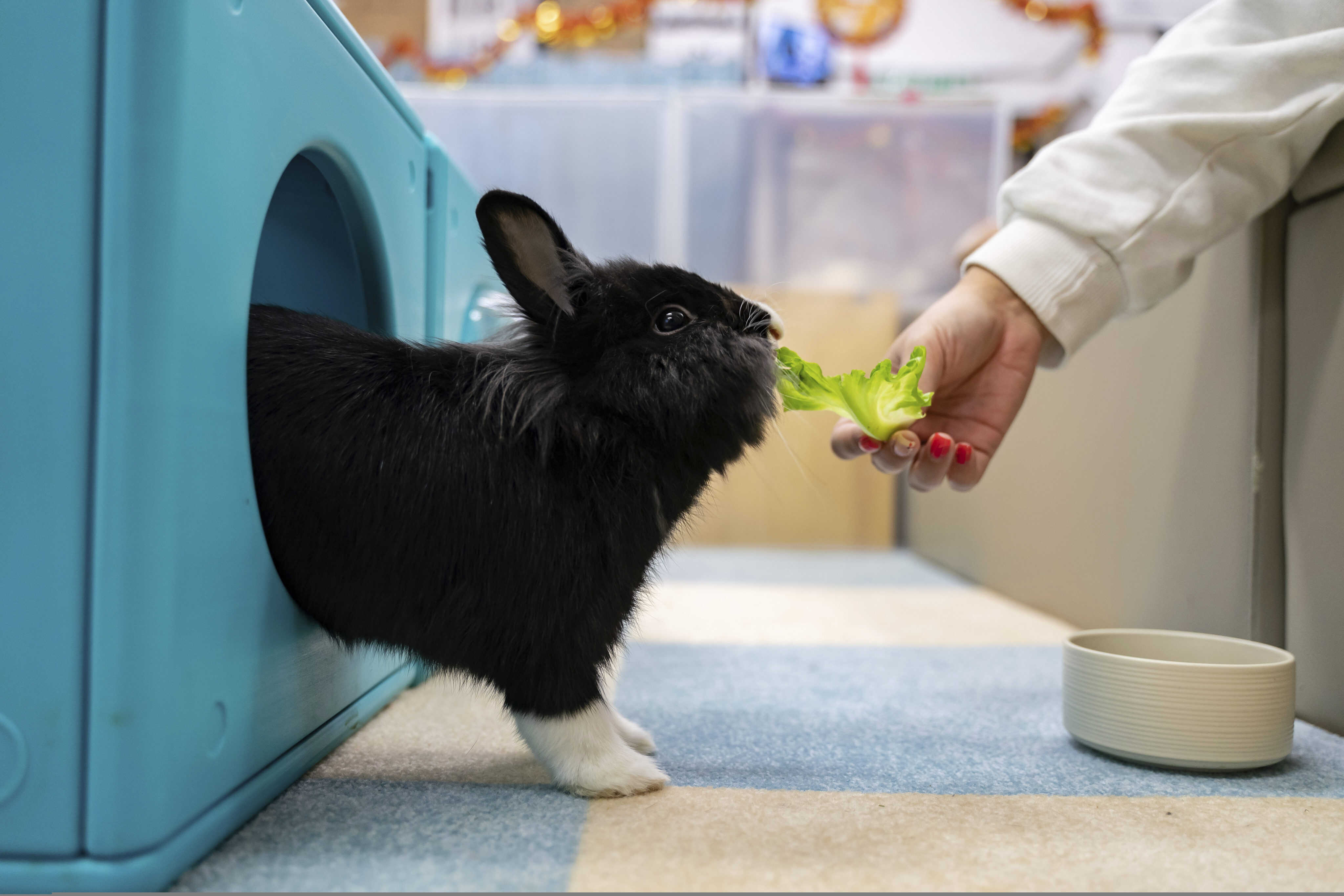 Hong Kong’s pet rabbits enjoy luxury bunny resort while owners head on ...