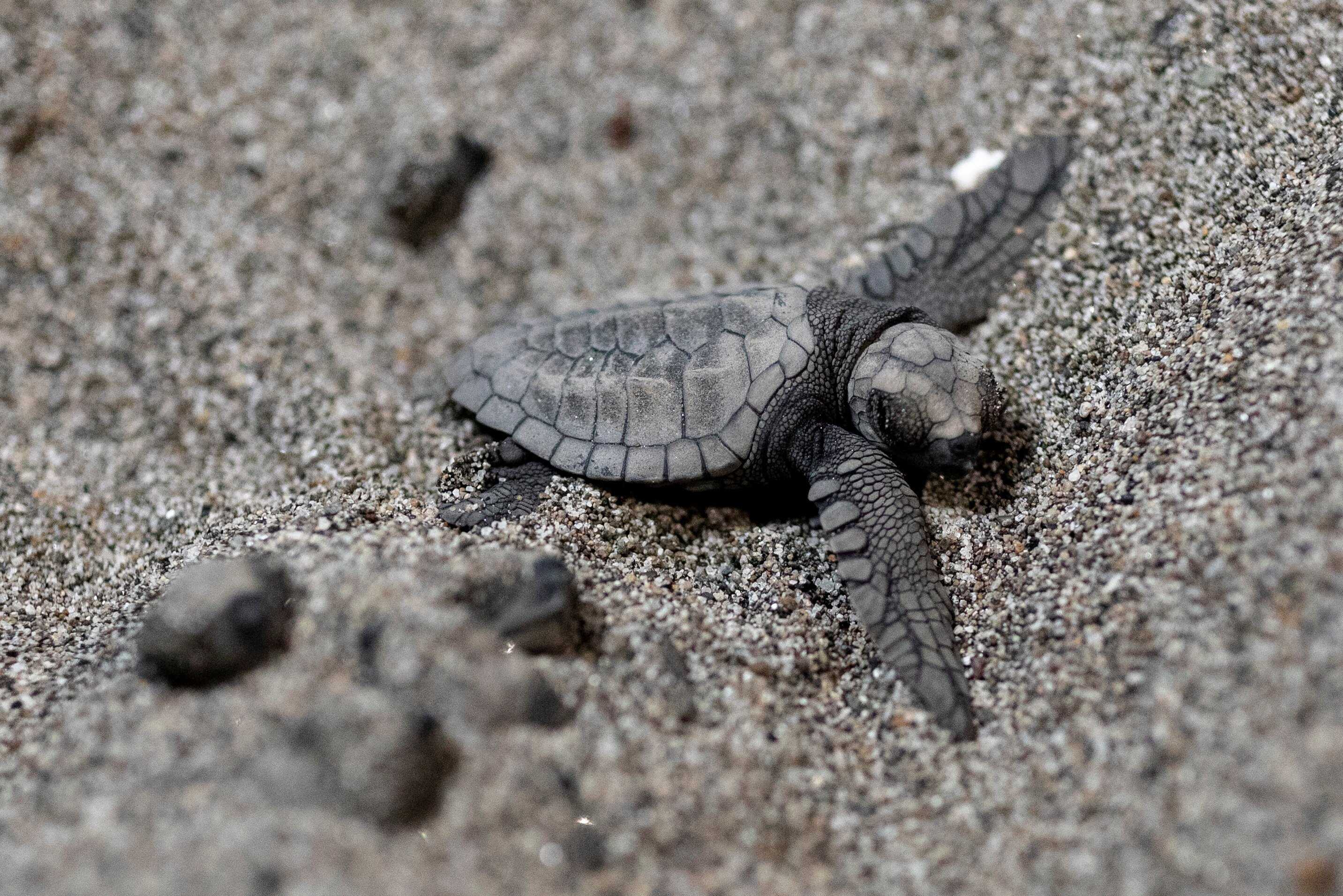 Love of endangered sea turtles turns poachers in the Philippines into ...