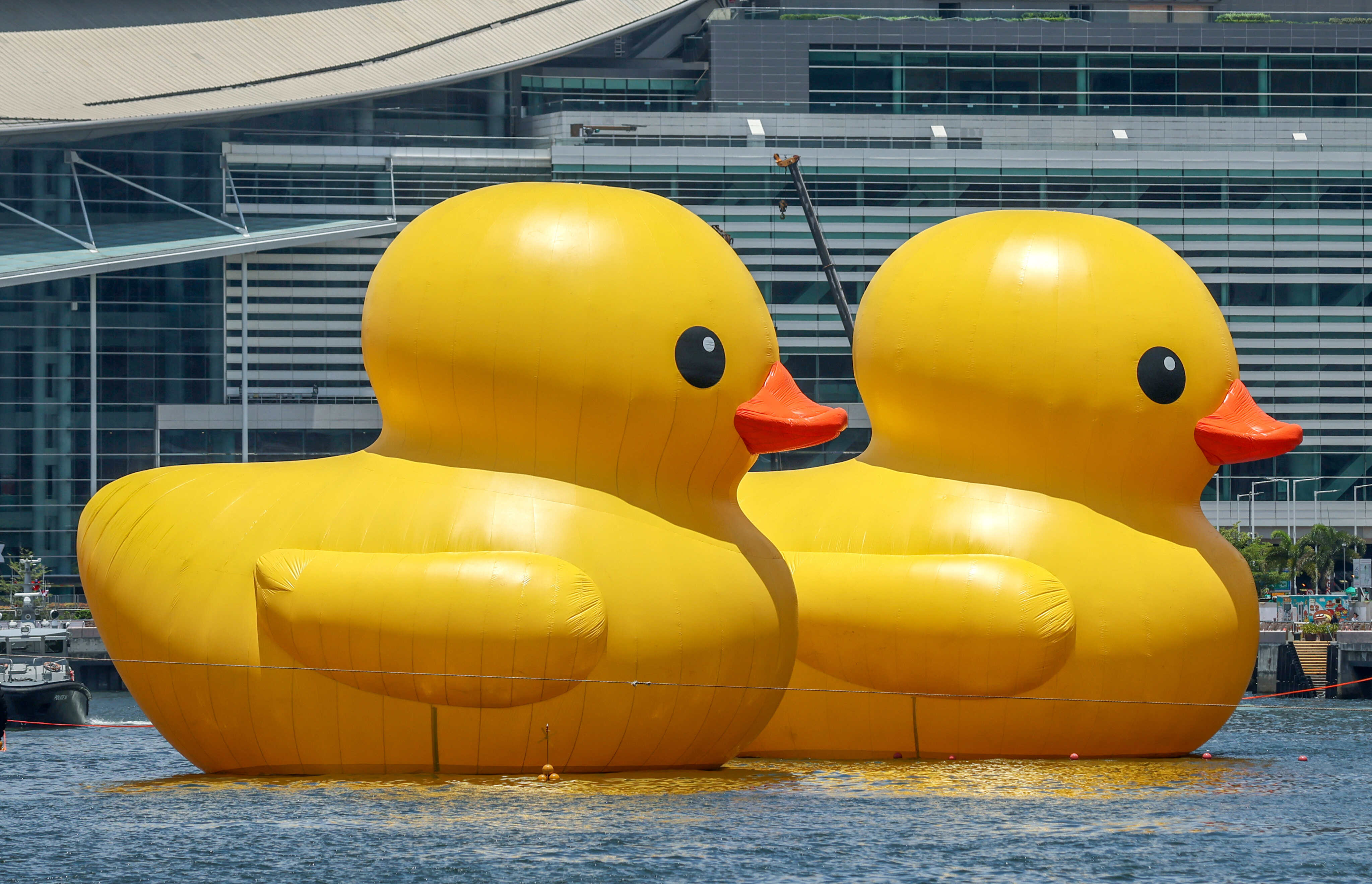 10 duck idioms to help you get into the swim of things on your next ...
