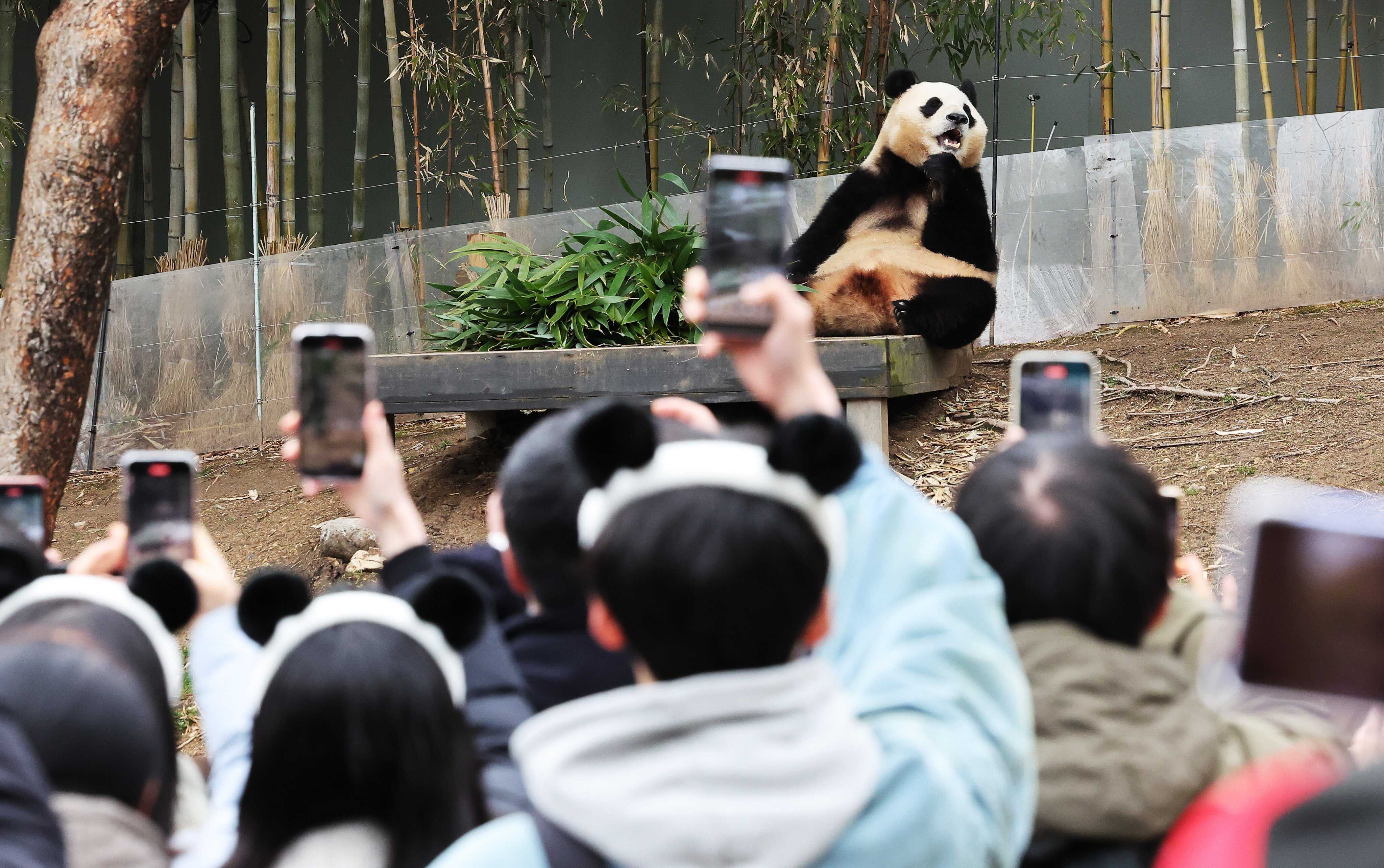 Write a fun caption for this panda bear’s farewell | Young Post Club