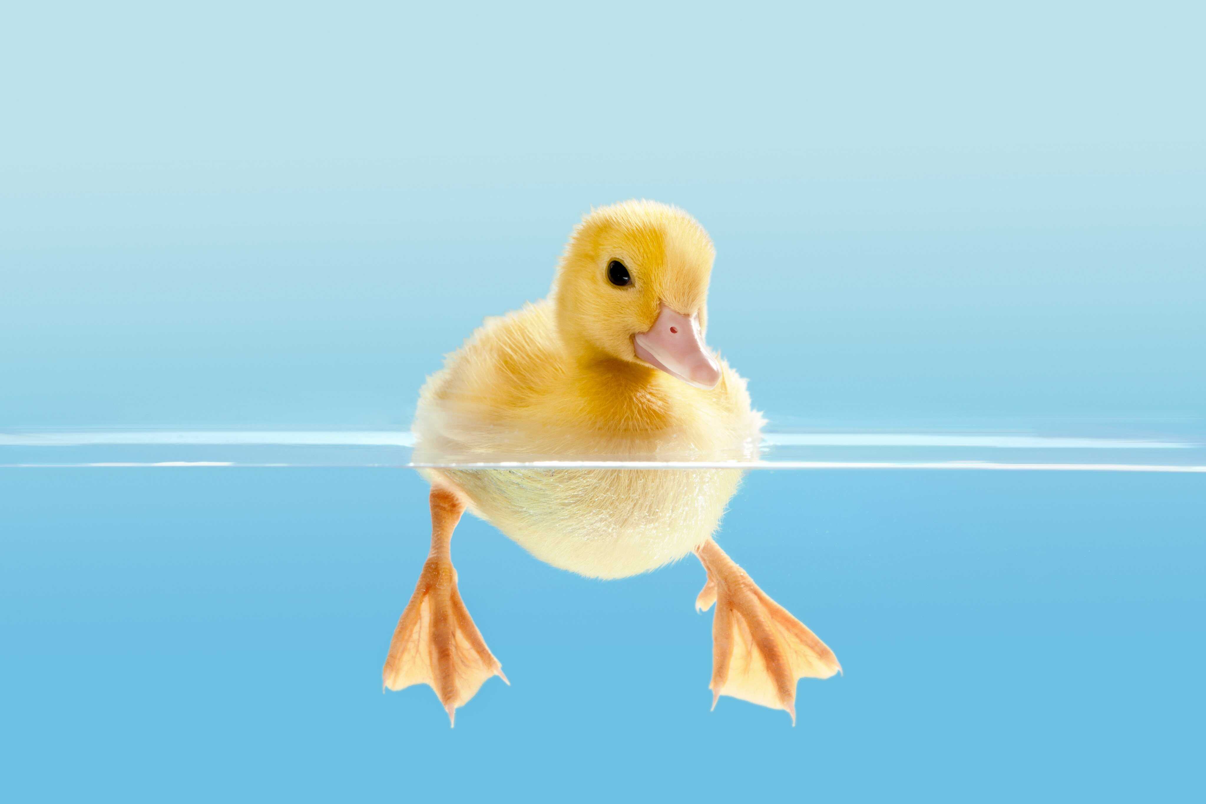 What is ‘duck syndrome’ and how can it affect your mental health ...