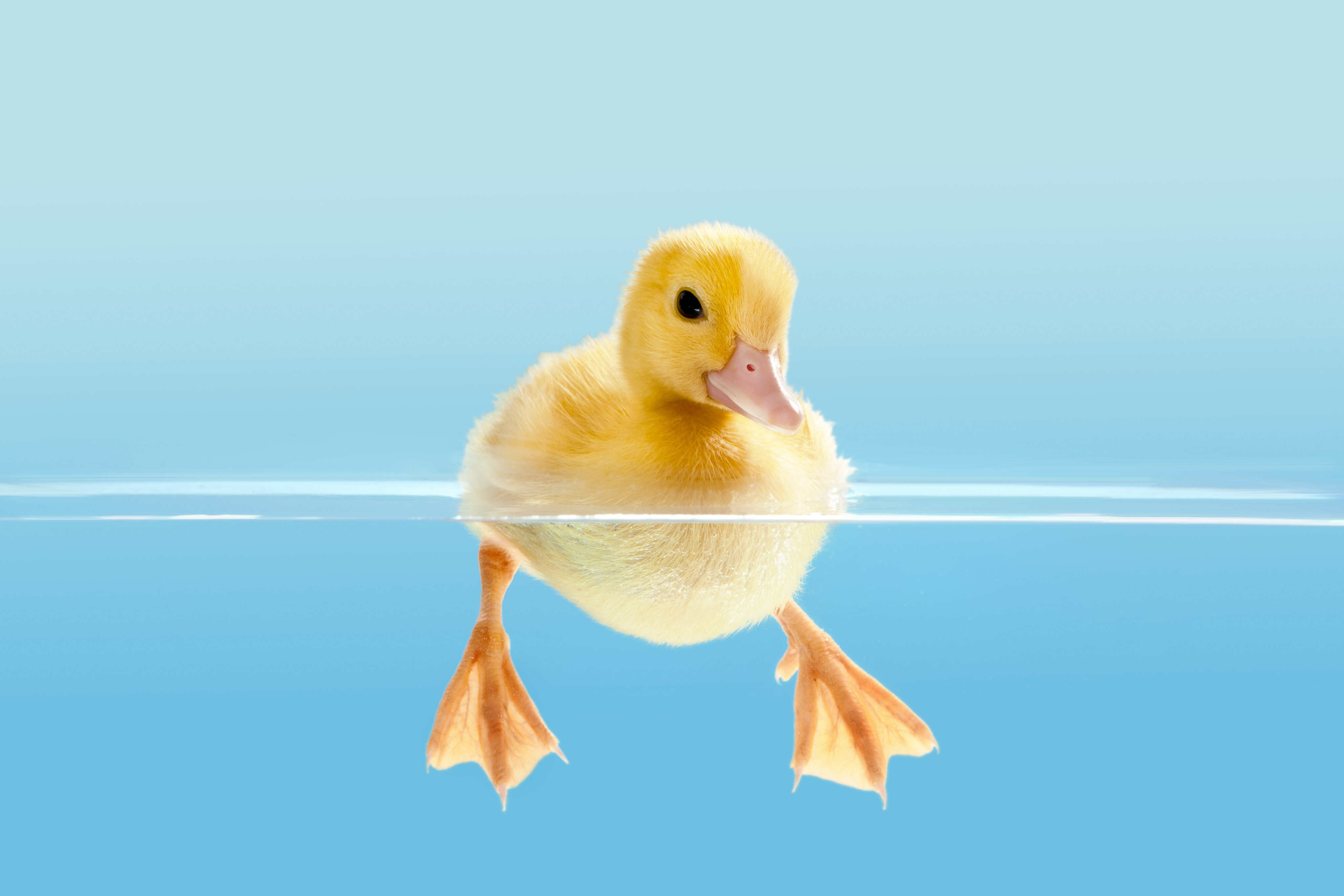 Calm on the outside but stressed inside? This might be duck syndrome ...