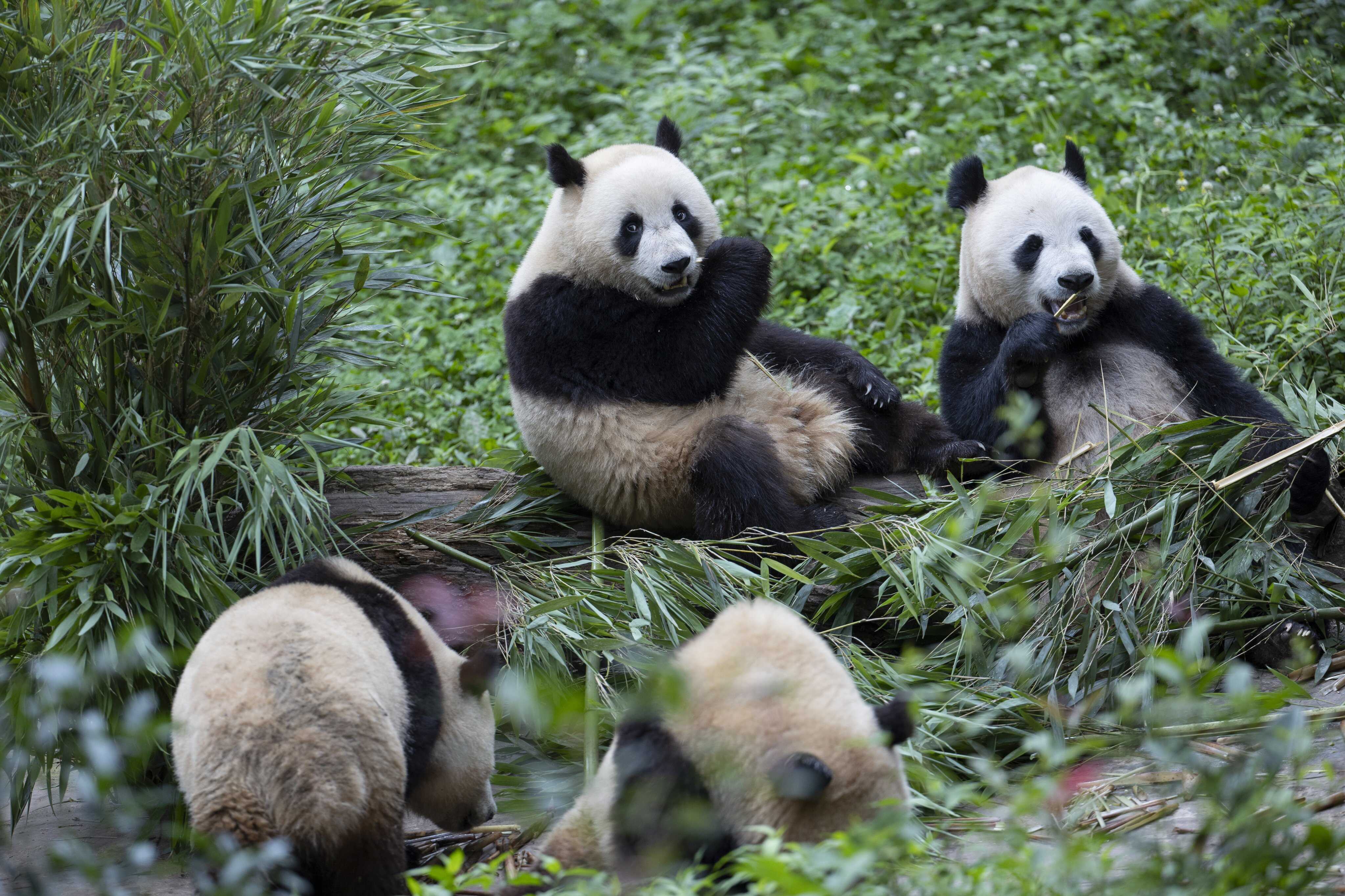 Hongkongers can look forward to the arrival of two new giant pandas ...
