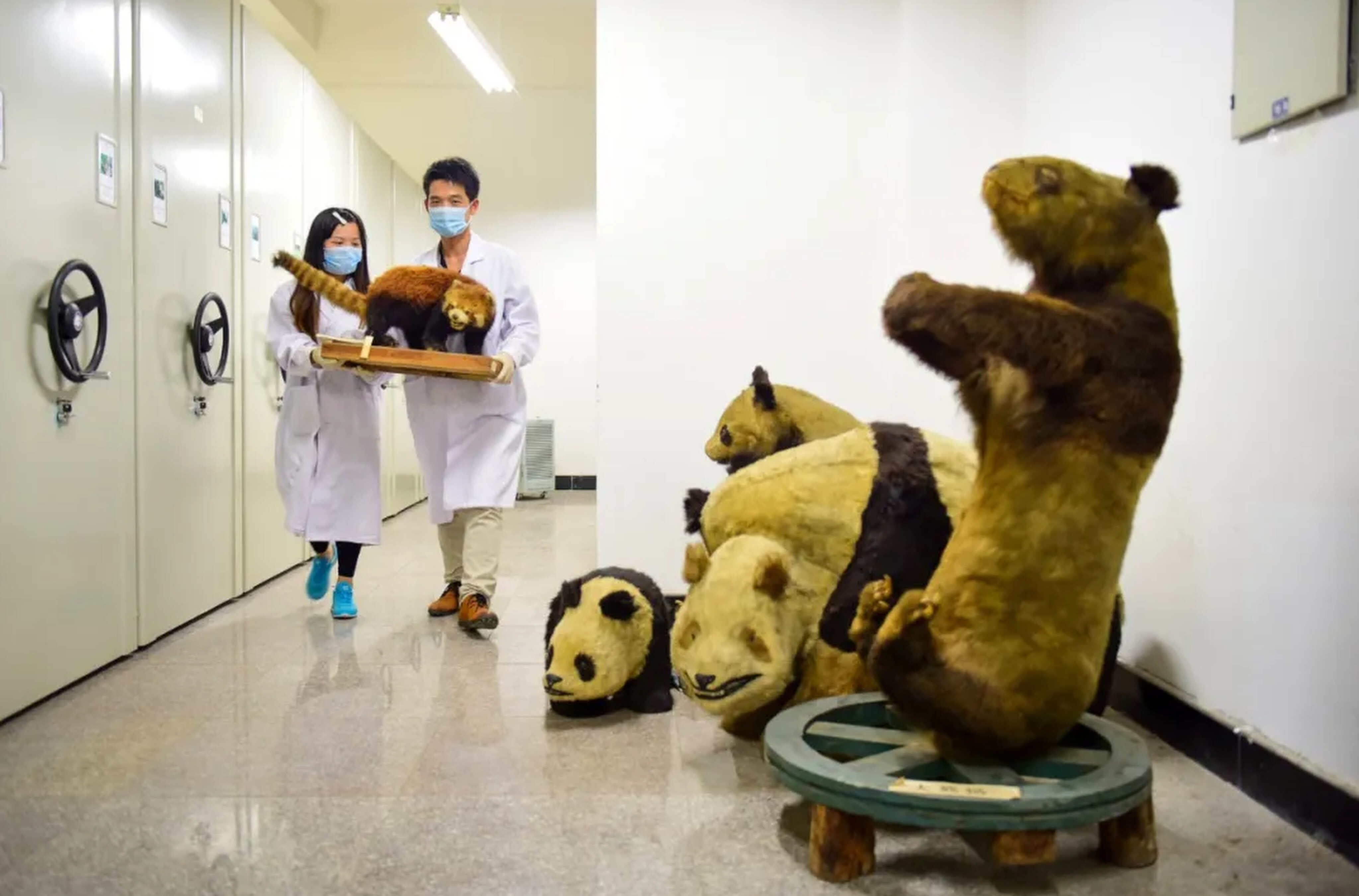 China’s new ‘giant panda college’ to welcome first students in autumn ...