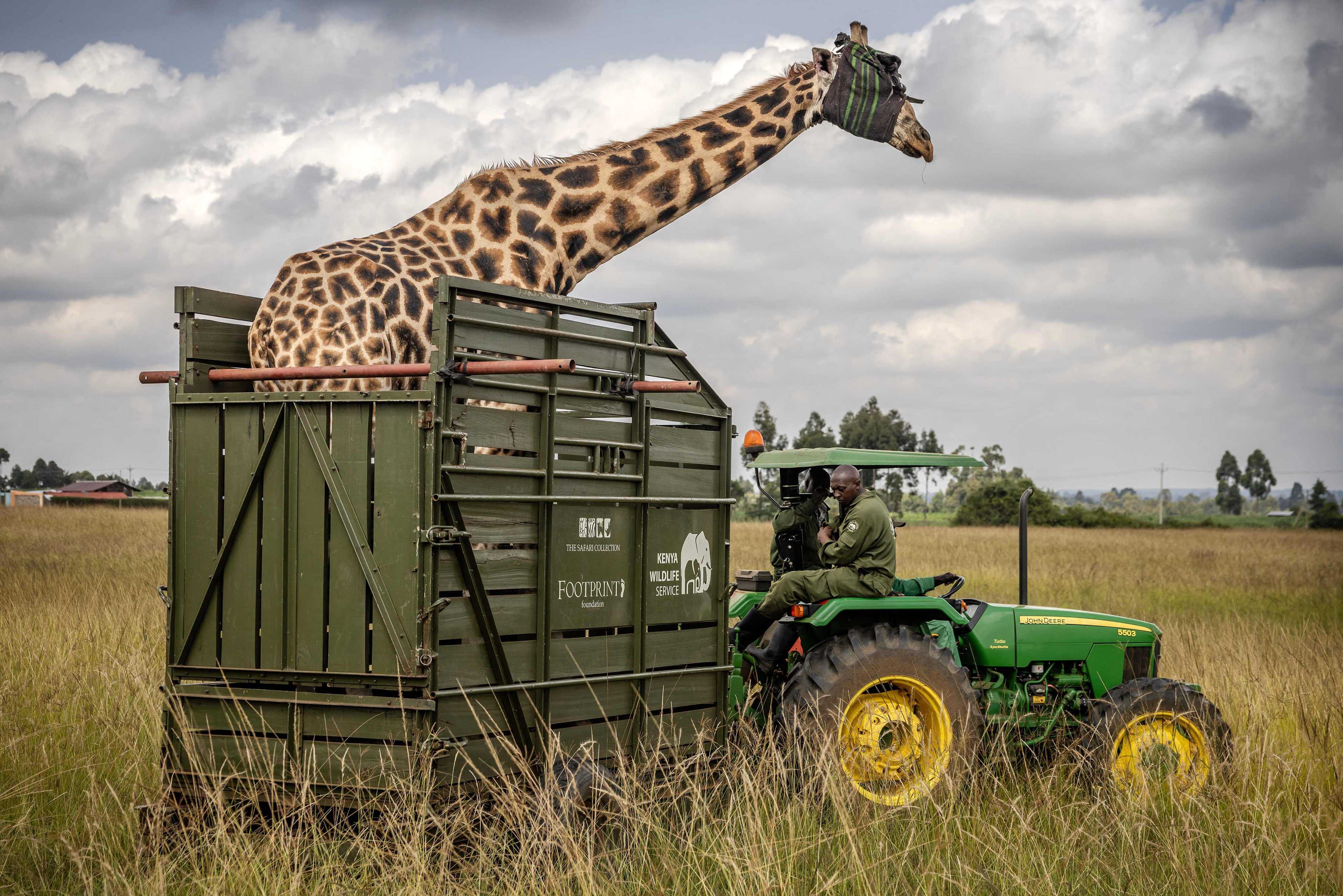 Kenya giraffe conservation project brings peace to warring communities ...