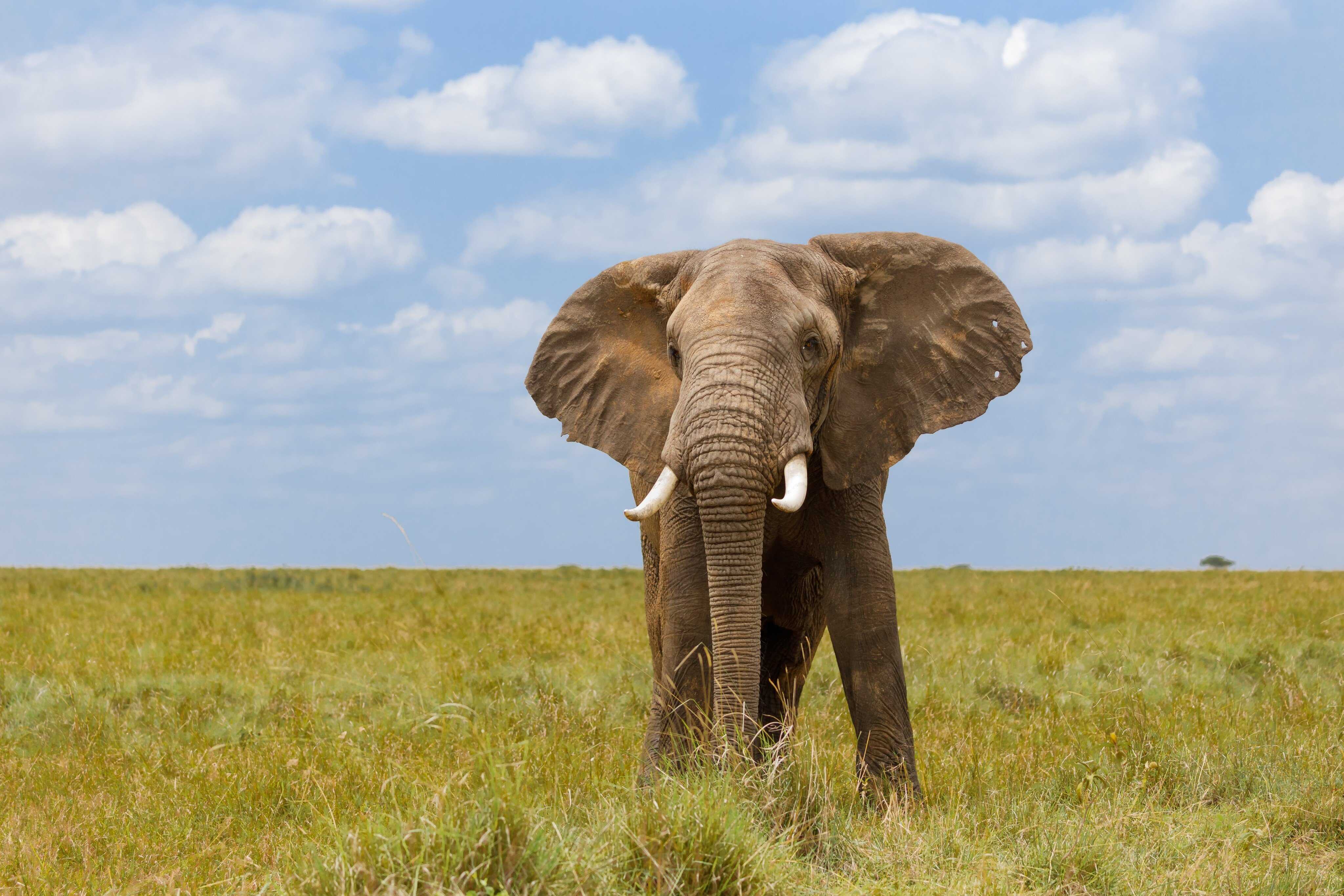 How elephants communicate: nicknames, rumbles and trumpeting | Young ...