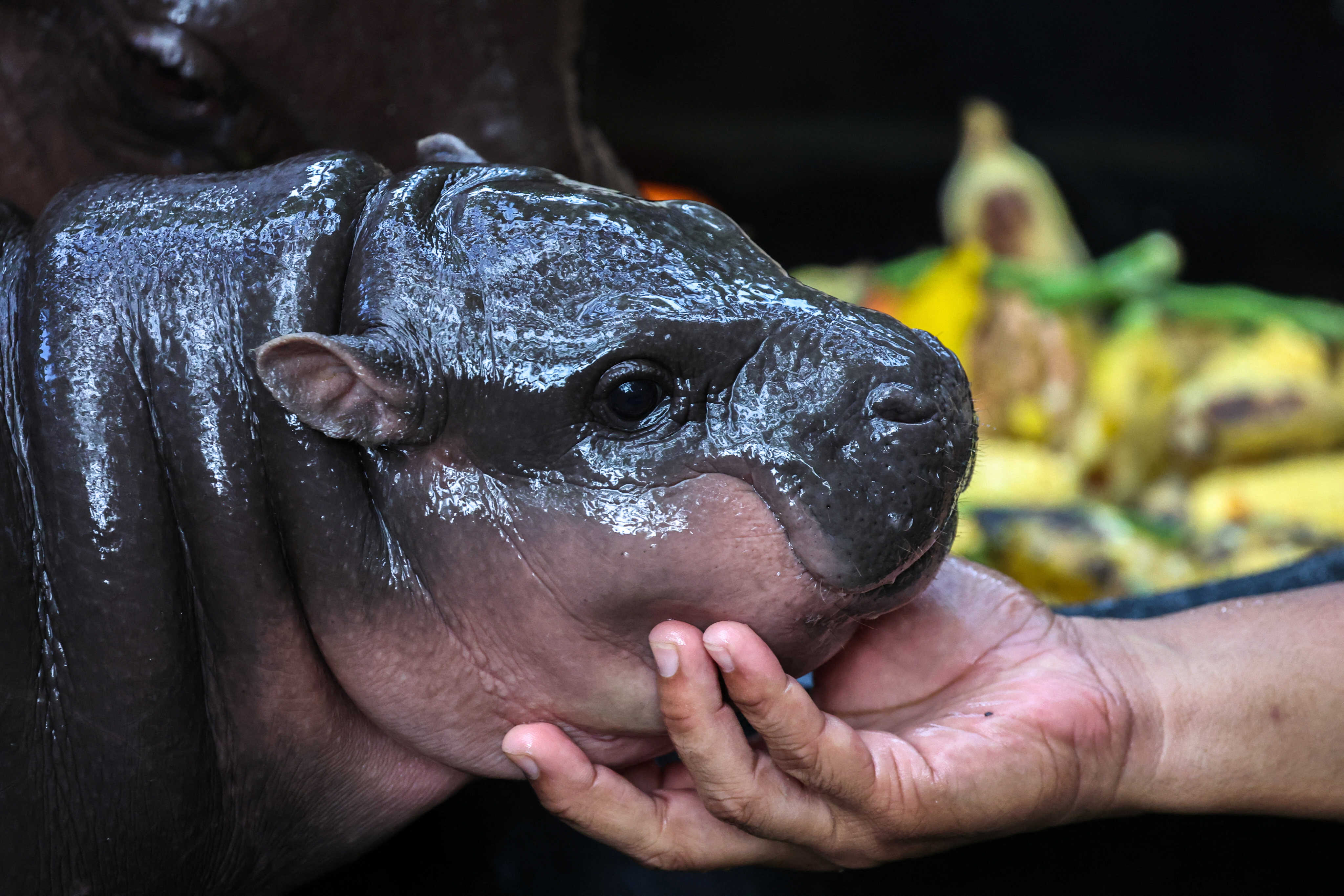 Thailand’s pygmy hippo star Moo Deng charms millions online | Young ...
