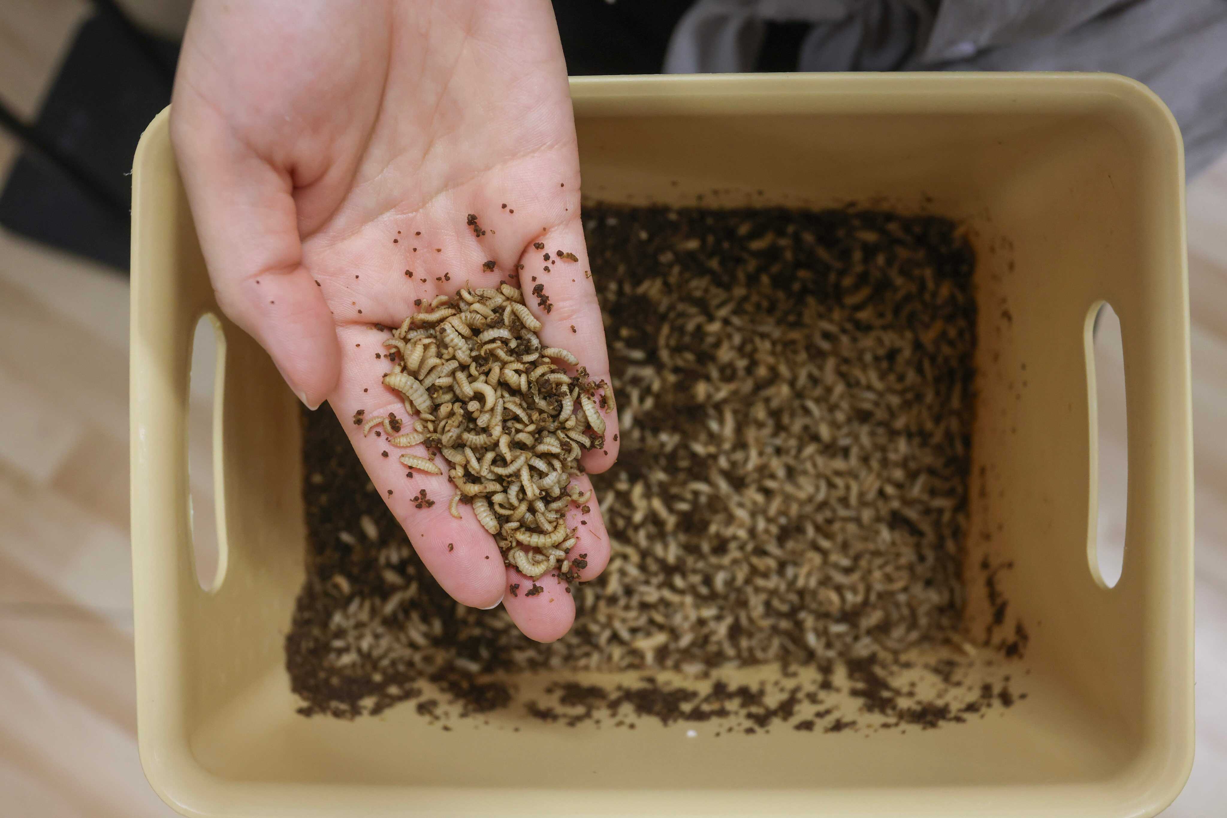 Hong Kong start-up flies in the face of food waste as insects make ...