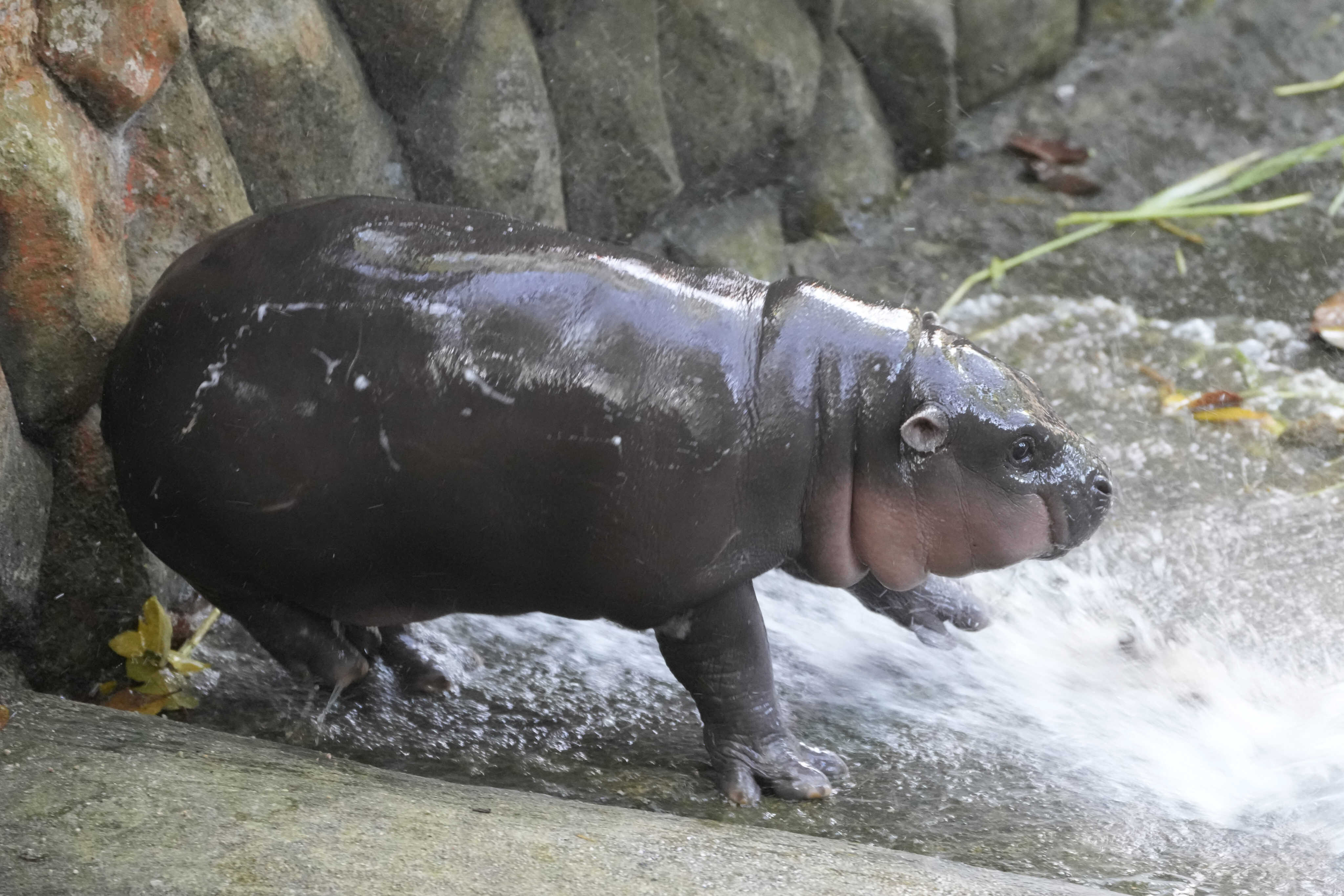 Thailand’s pygmy hippo star Moo Deng charms millions | Young Post Club