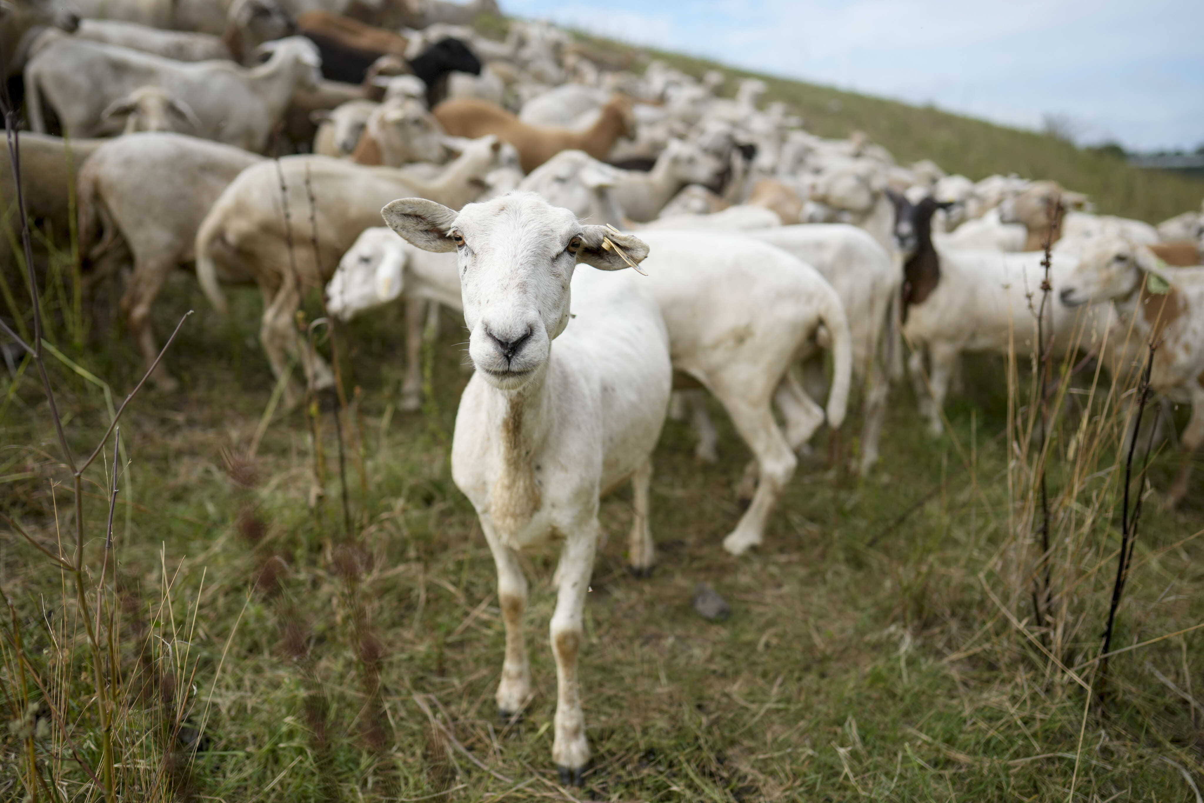 Meet the Chew Crew: urban sheepherding takes the spotlight | Young Post ...