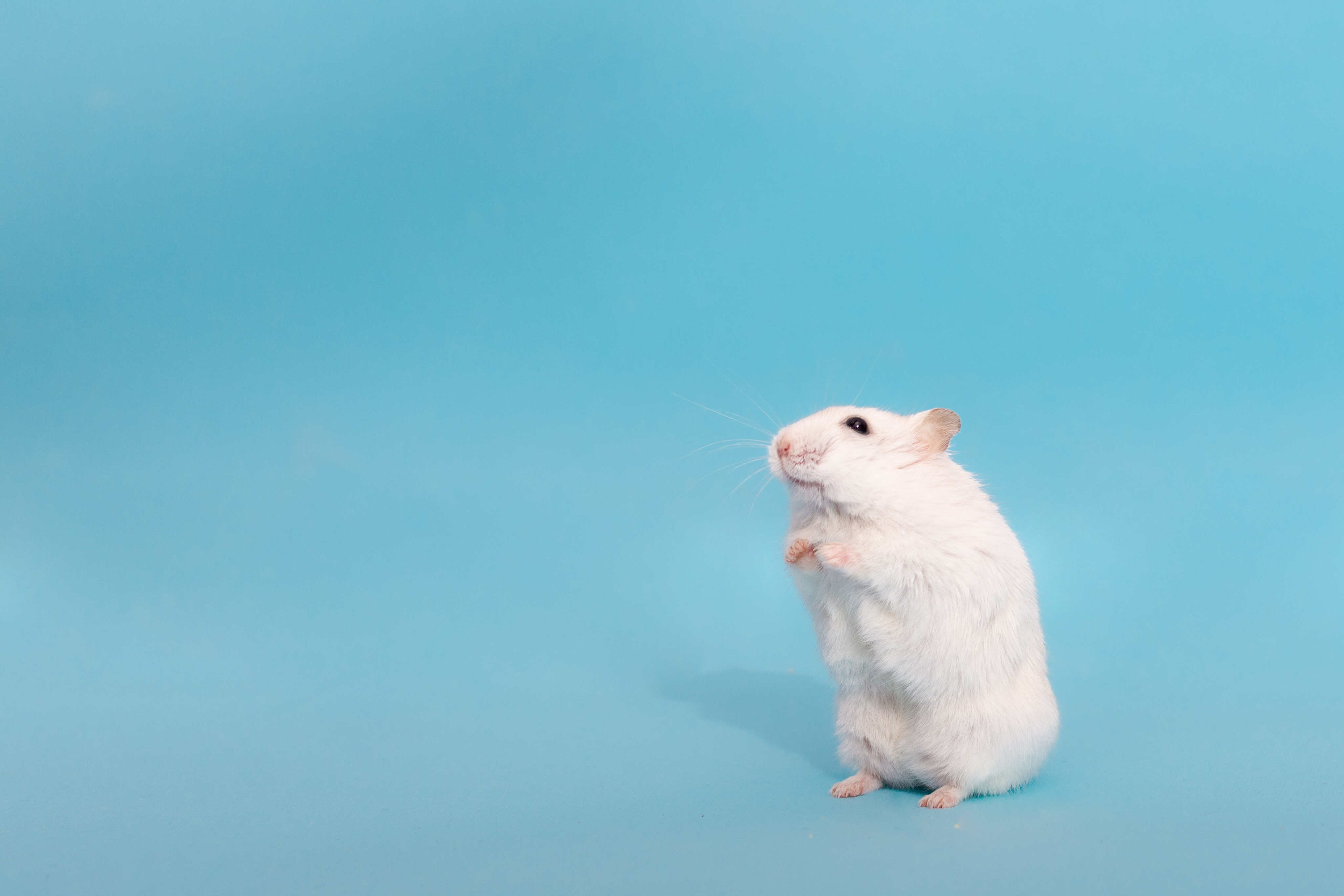 132 hamsters escape cages on plane in Portugal, causing chaos | Young ...