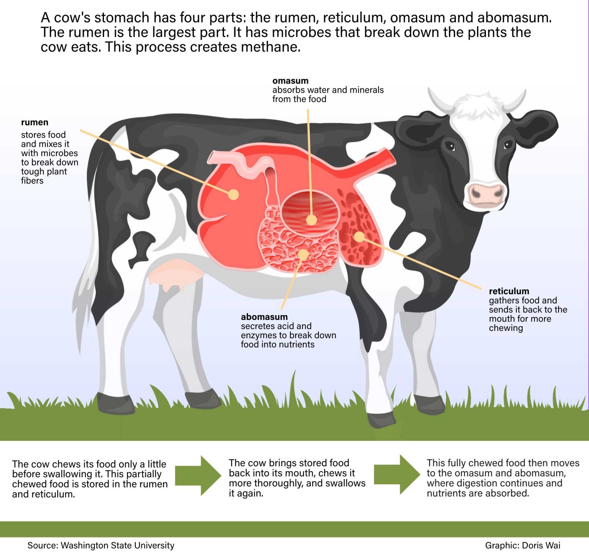 Scientists aim to fight climate change by stopping cow burps | Young ...