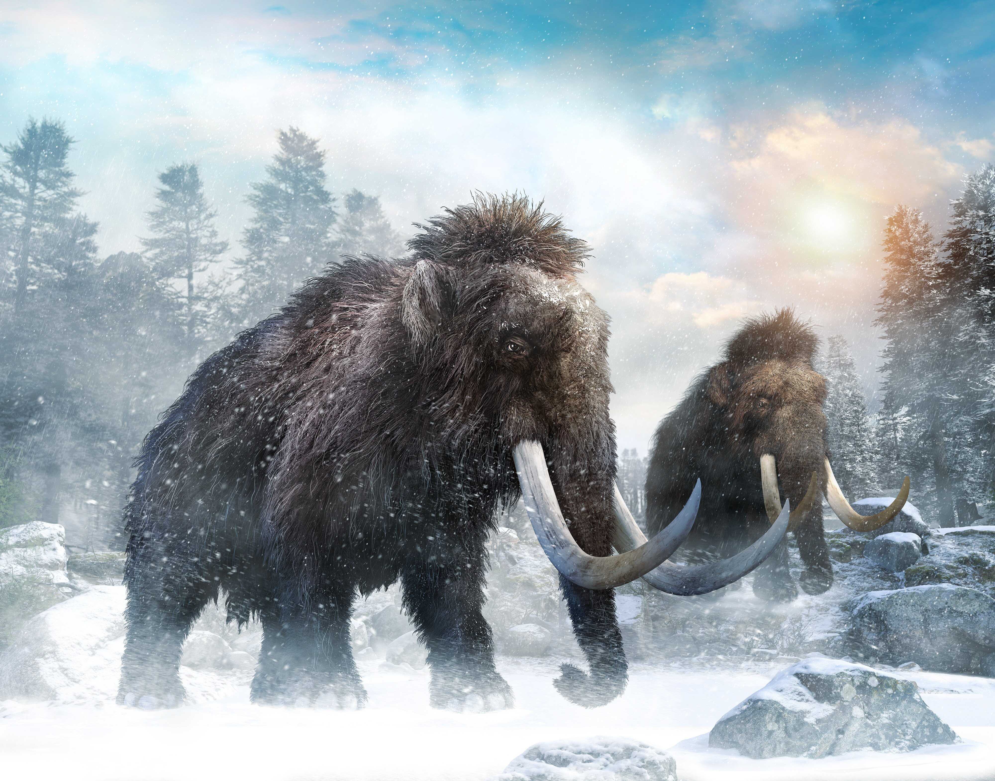 Mammoths made up 40% of ancient diet in North America, scientists ...