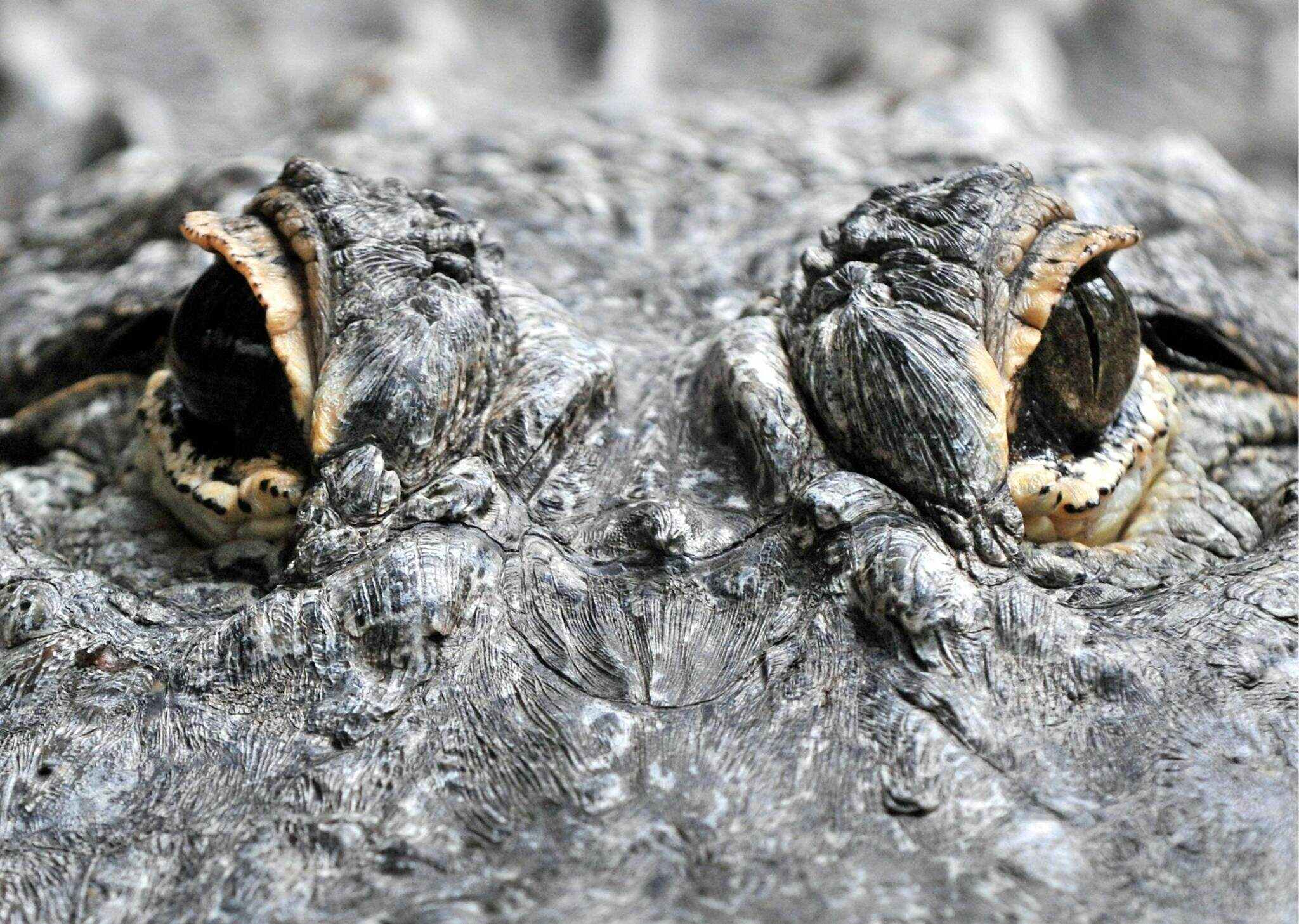 InfoSpark: Animals that resemble each other often highlight the wonders ...