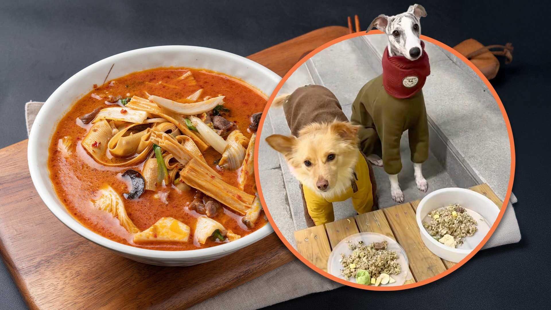 Shanghai’s gone to the dogs: pet restaurant serves canine-friendly ...