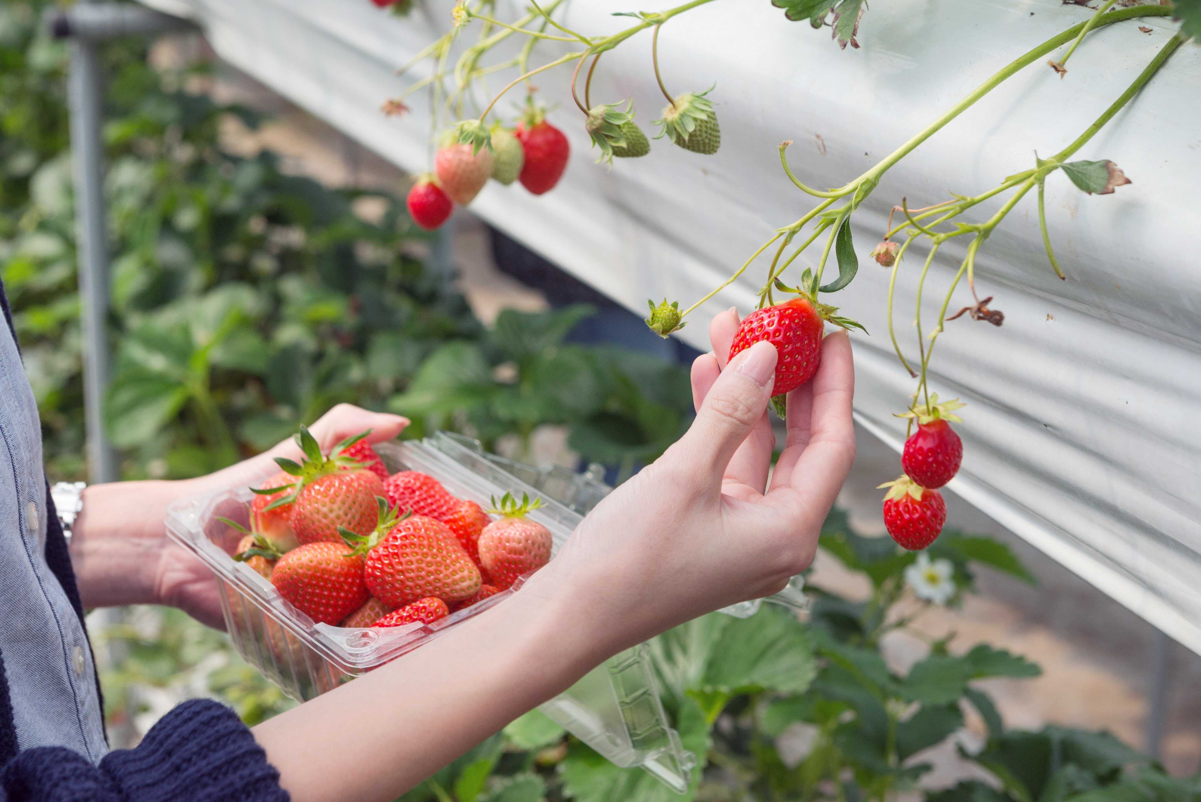 Study Buddy (Explorer): A beginner’s guide to Korean strawberries ...