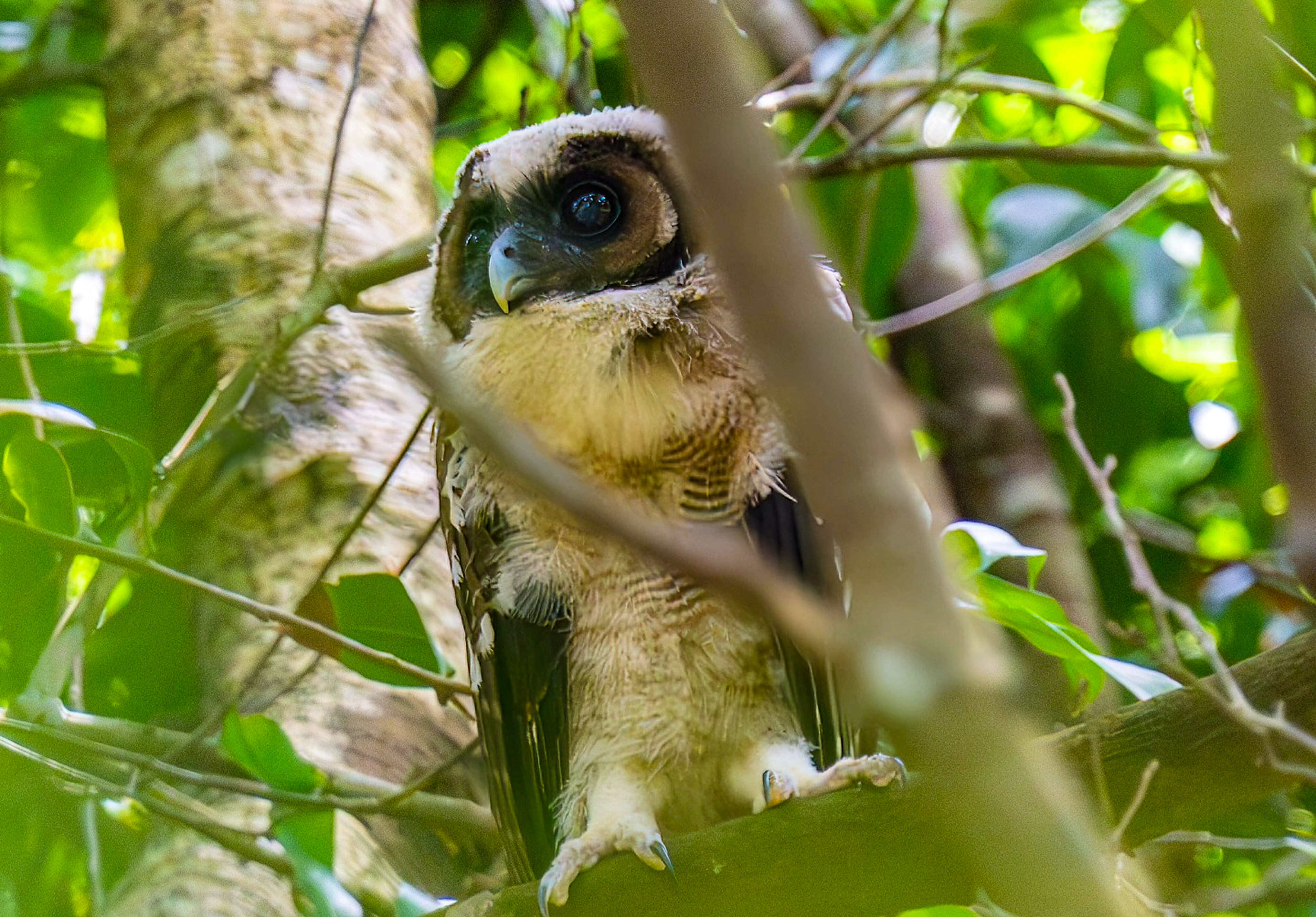 Rare owl in Hong Kong draws crowds to Kadoorie Farm | Young Post Club