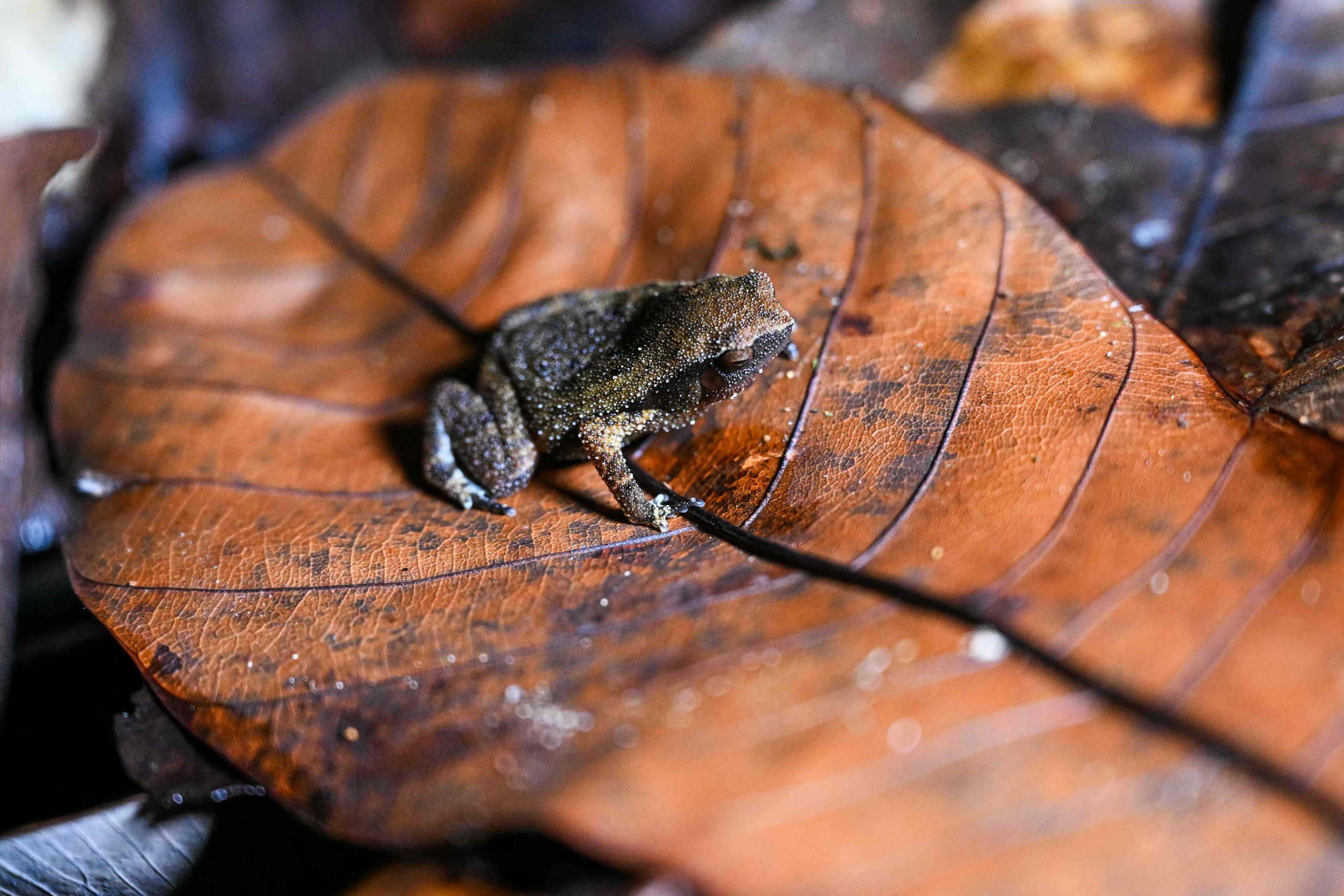 Spotlight on Sarawak’s tiny stars as frog tourism booms in Borneo ...