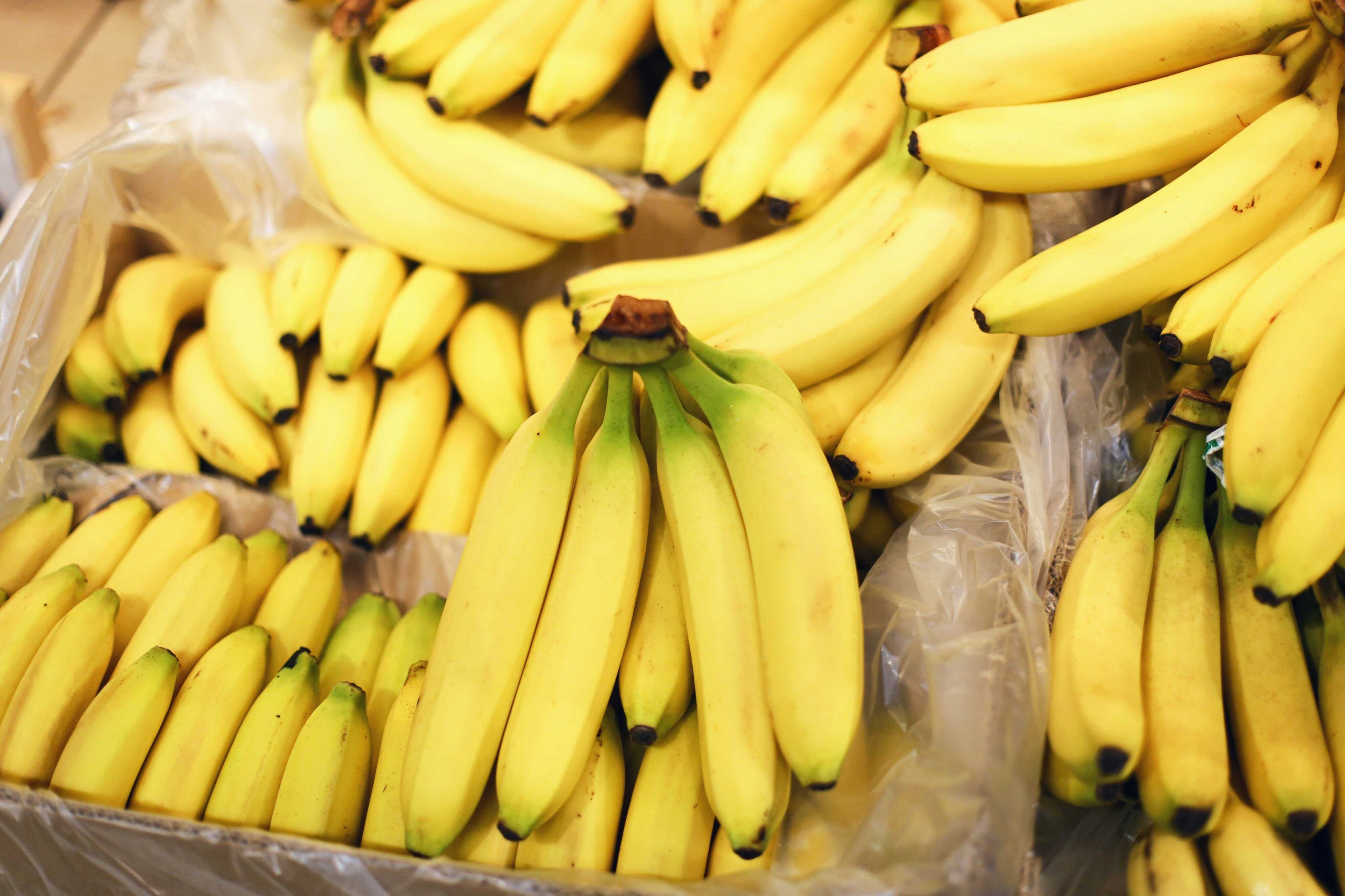 Learn about bananas and why they are so appealing | Young Post Club