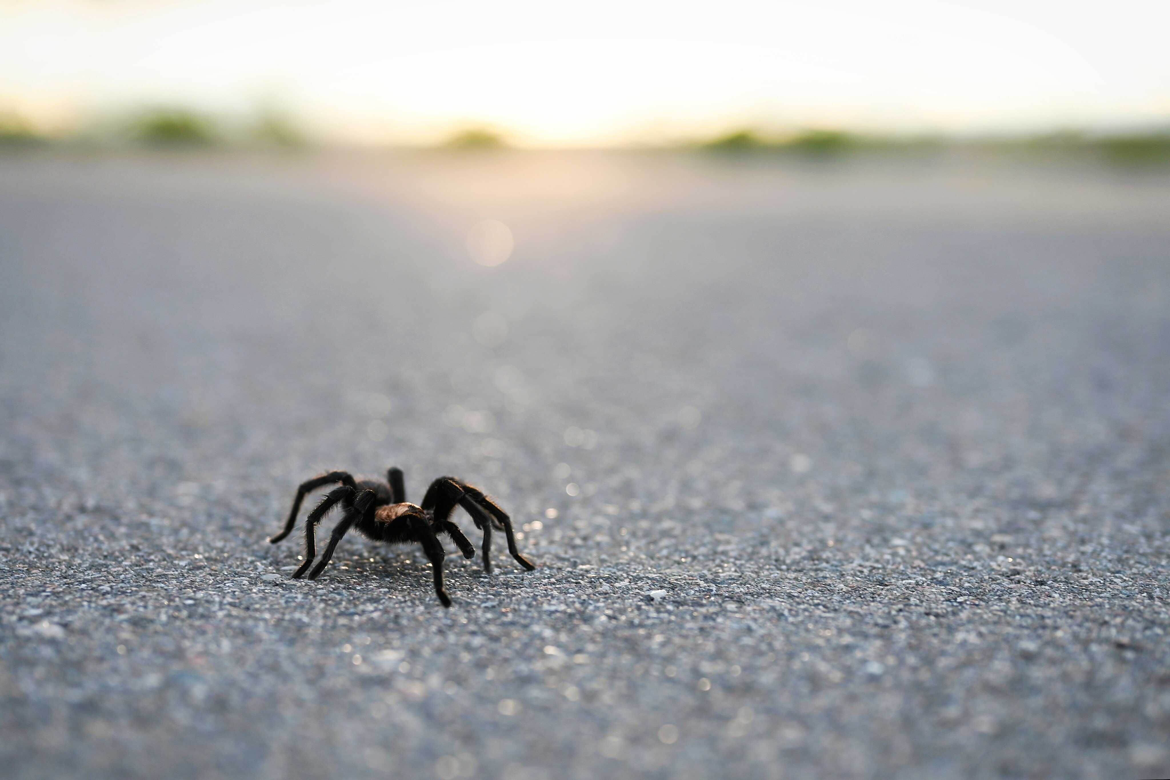 Spark Study Buddy (Explorer): Why are tarantulas on the move in ...