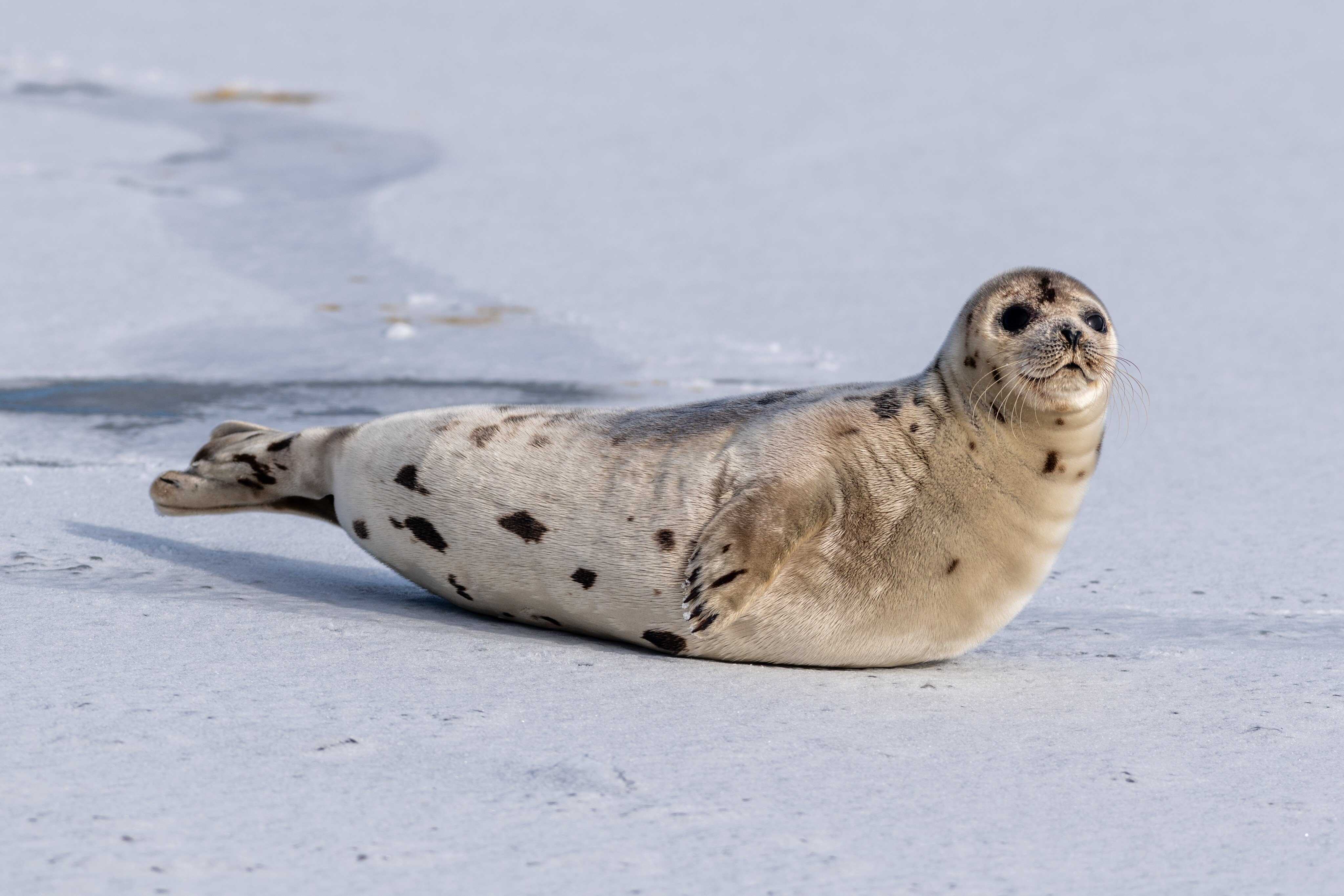 seal arctic
