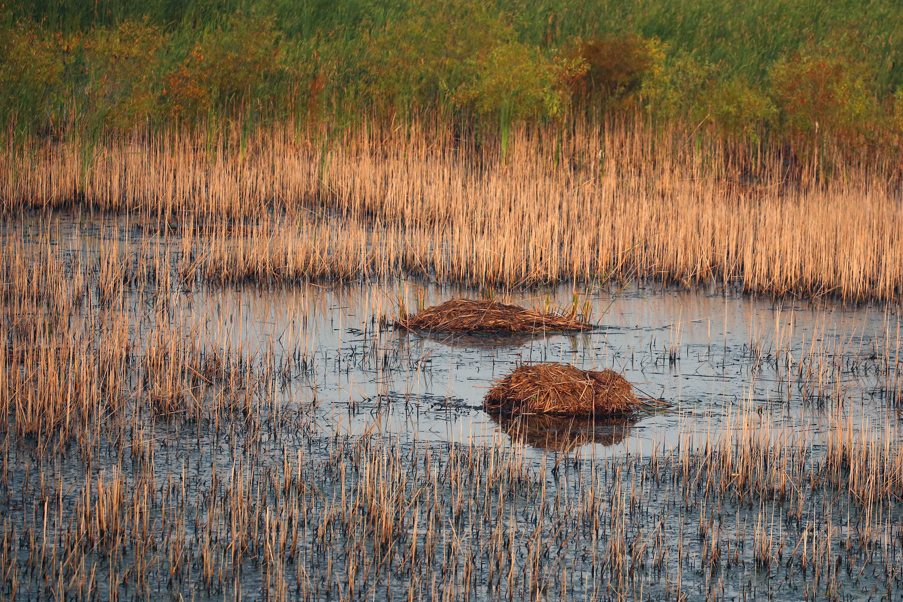 Muskrats cut down invasive plants so native wildlife can grow in US ...