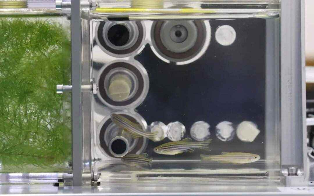 Zebrafish, planarians and silkworms on China’s Tiangong space station ...