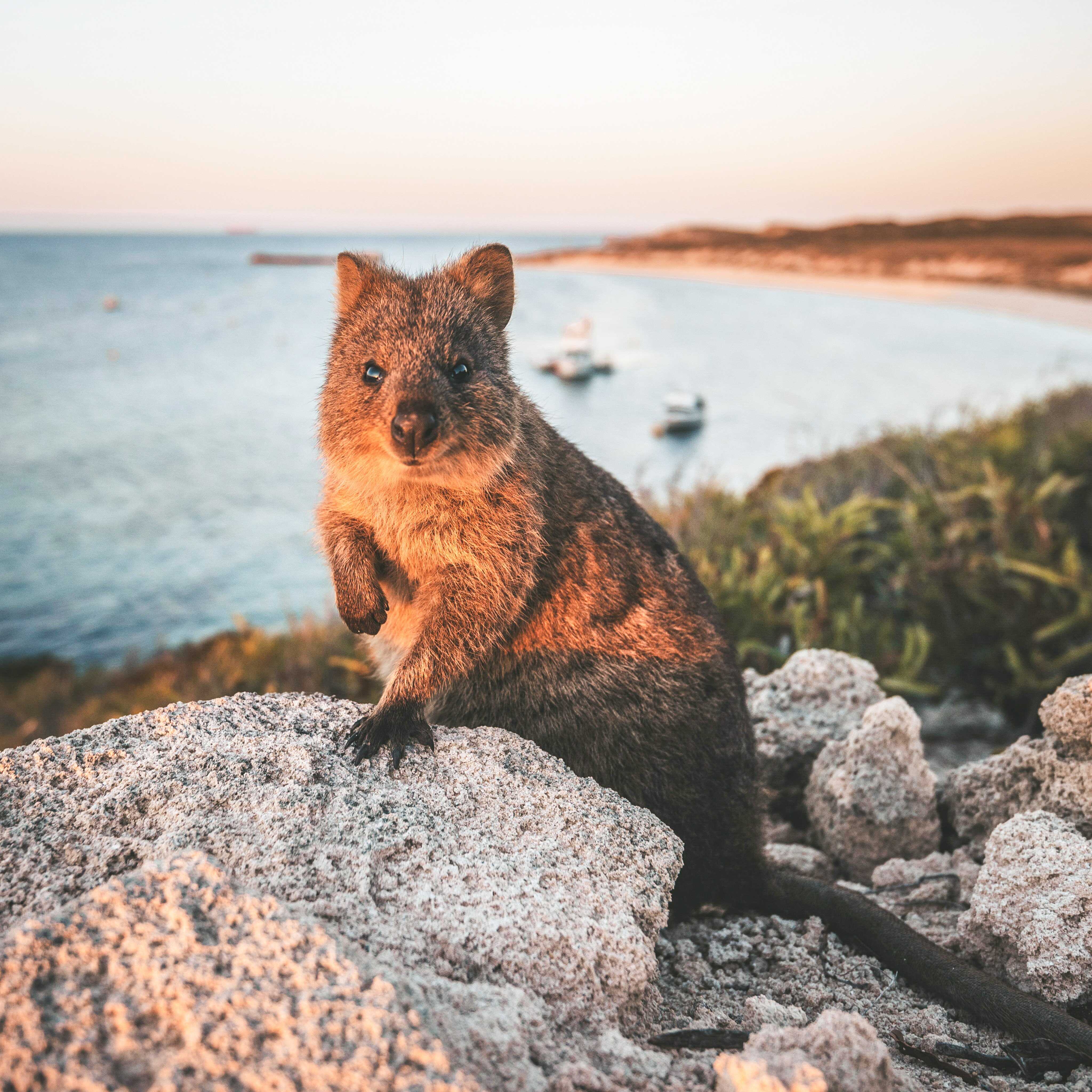 quokka smiling