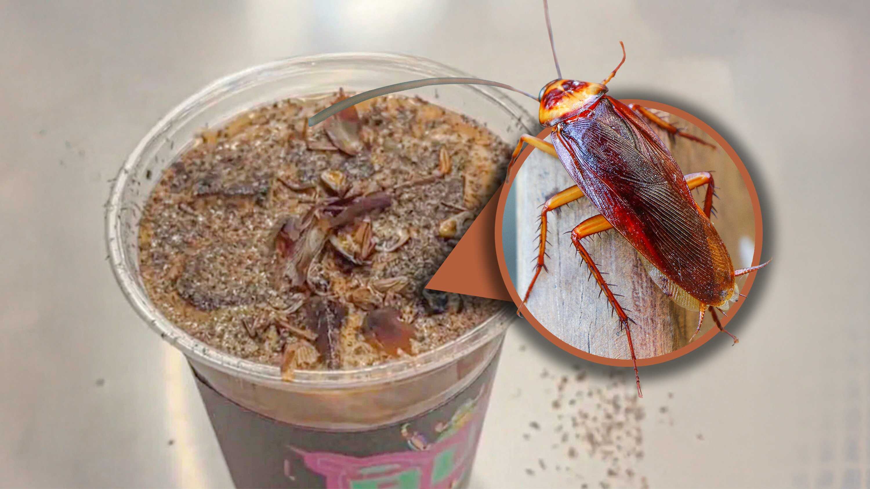 Spark Study Buddy (Explorer): Creepy-crawly coffee at an insect museum ...