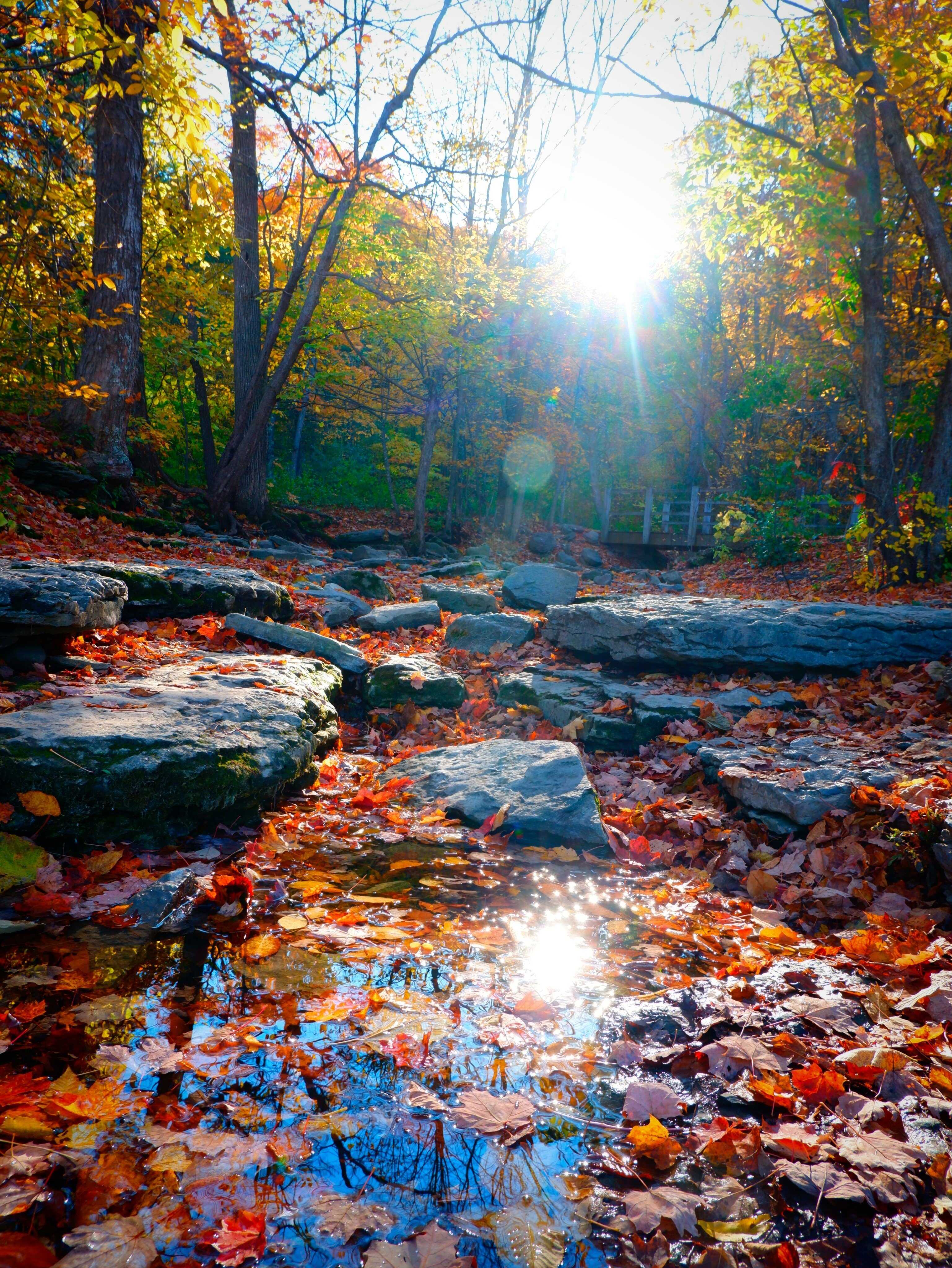 Feature of the Week: Angela Chen Yiran’s poem titled ‘Nature and Light ...