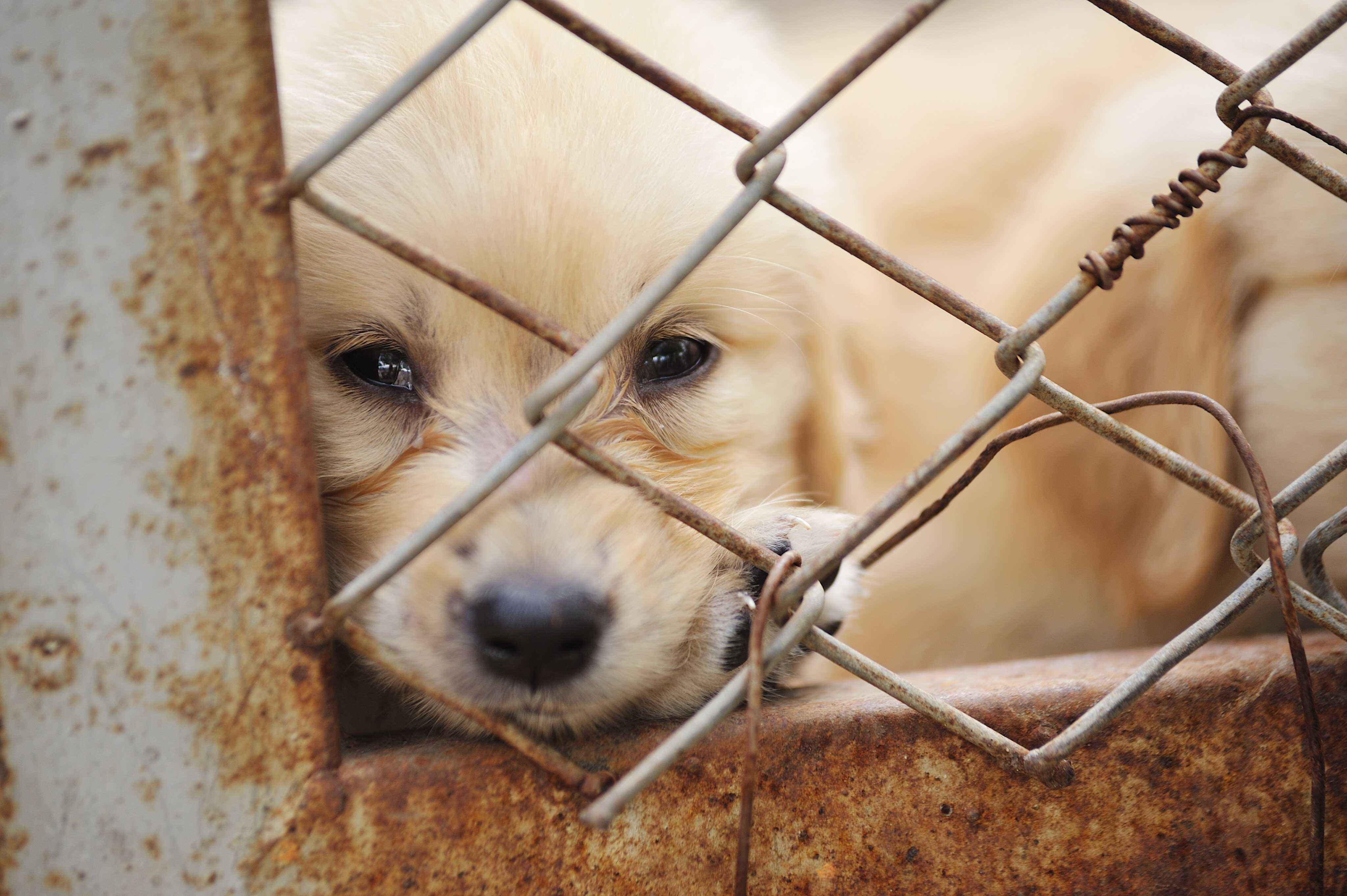 Listen Up: United Kingdom vows to end ‘inhumane’ puppy farms | Young ...