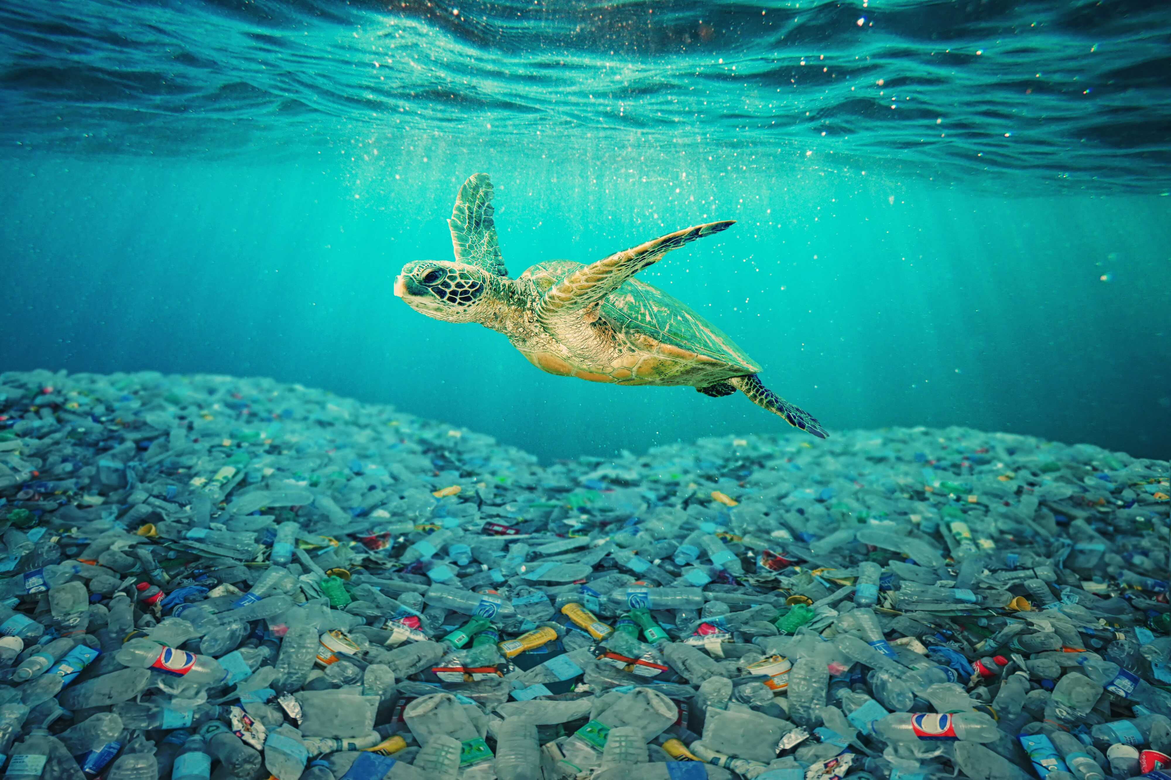 Activities to learn about ocean pollution | Young Post Club