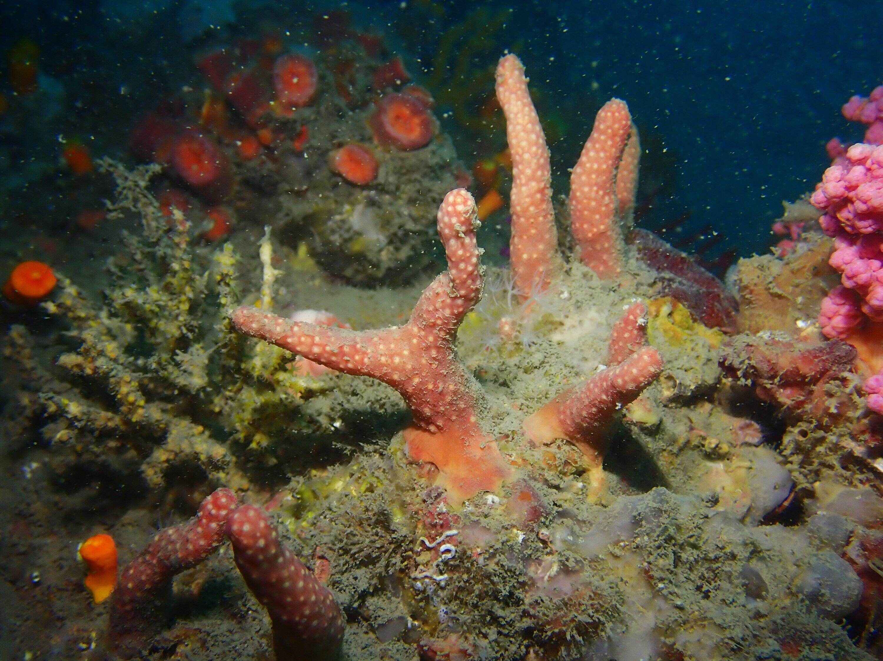 Study Buddy (Challenger): Two new coral species discovered in Hong Kong ...