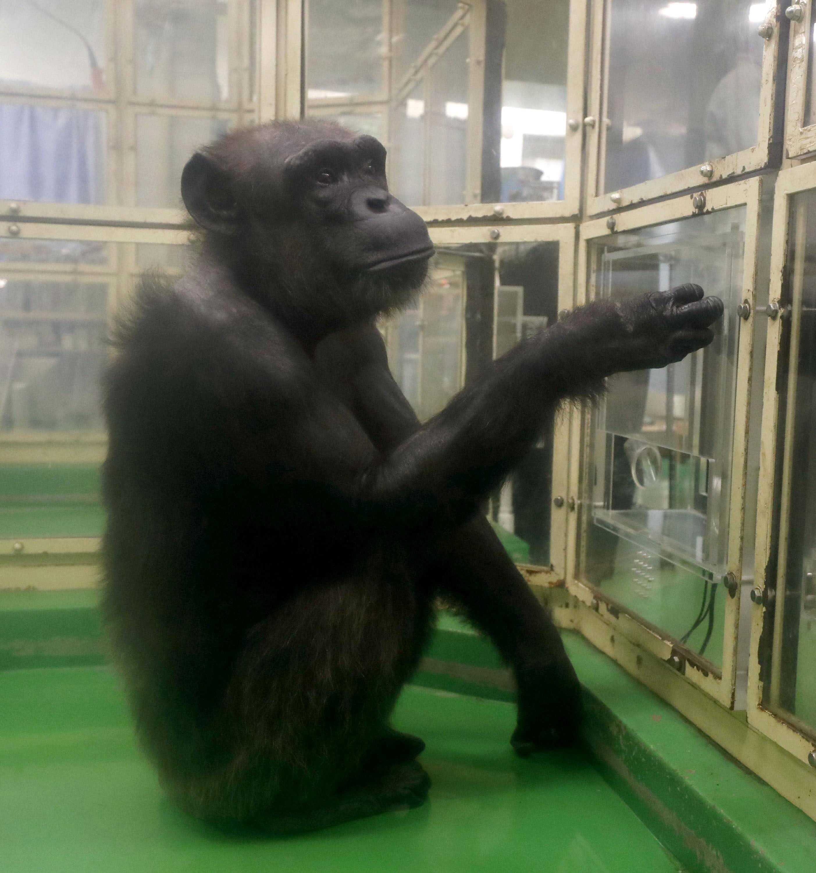 Ai, the chimpanzee who could read, dies at 49 | Young Post Club
