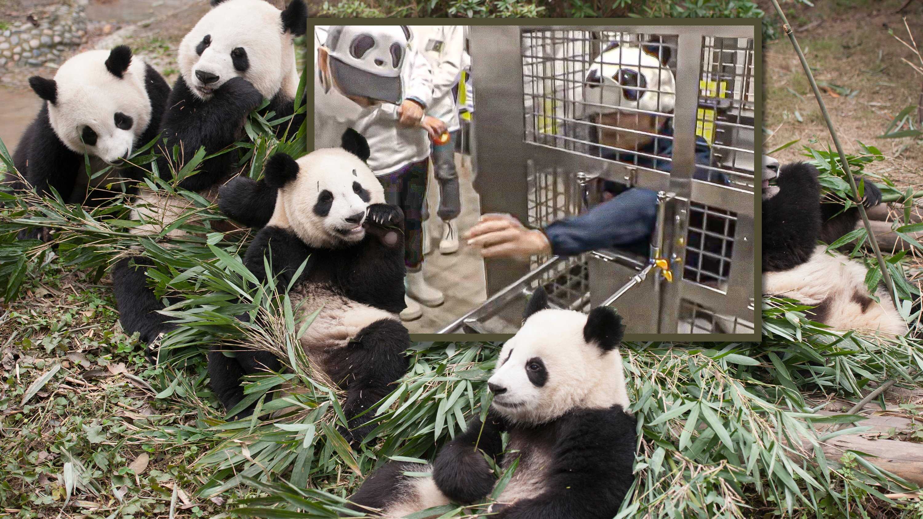 Spark Study Buddy (Explorer): Japan zoo makes workers pretend to be ...