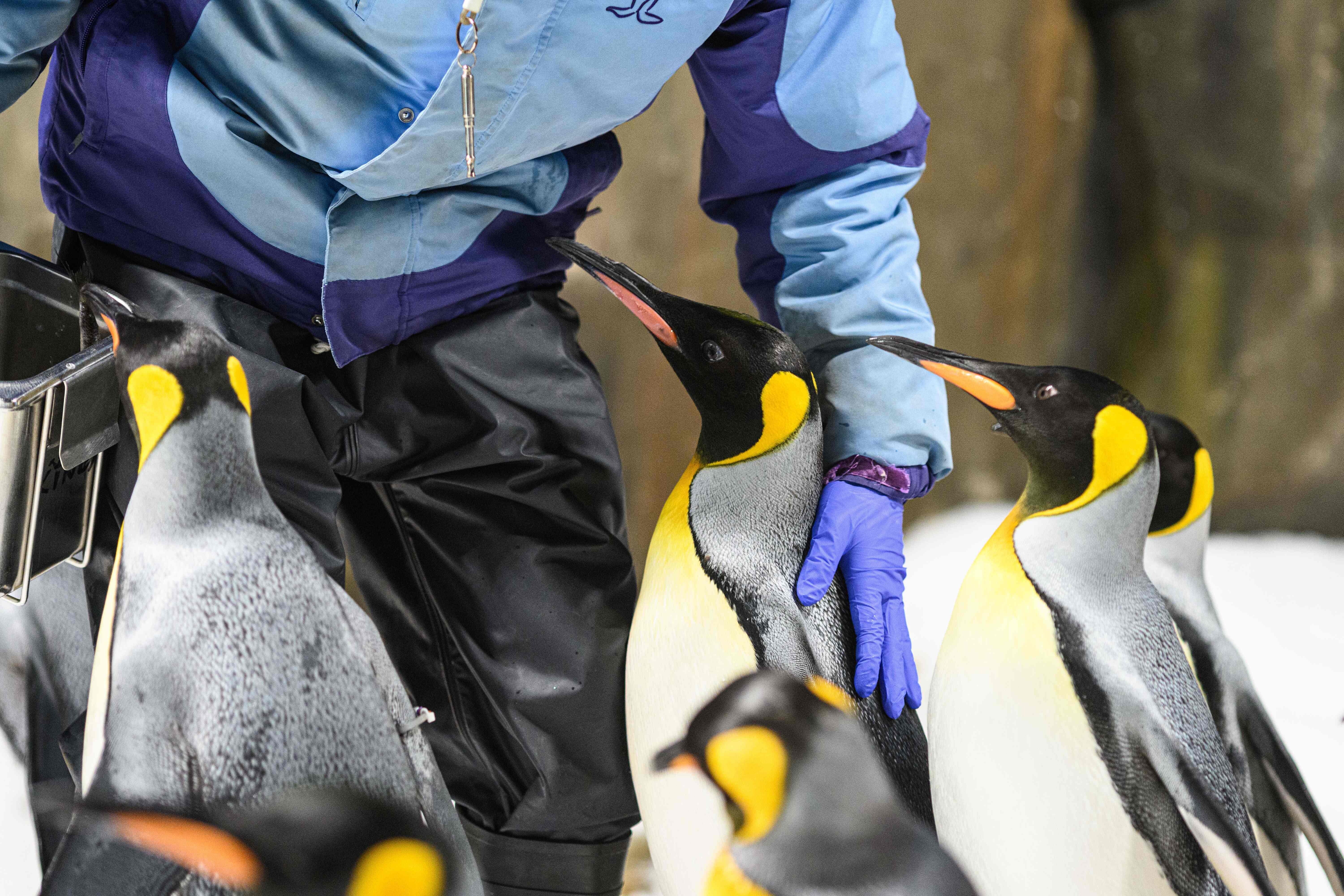 Life goes on as normal for Ocean Park’s penguins | Young Post Club