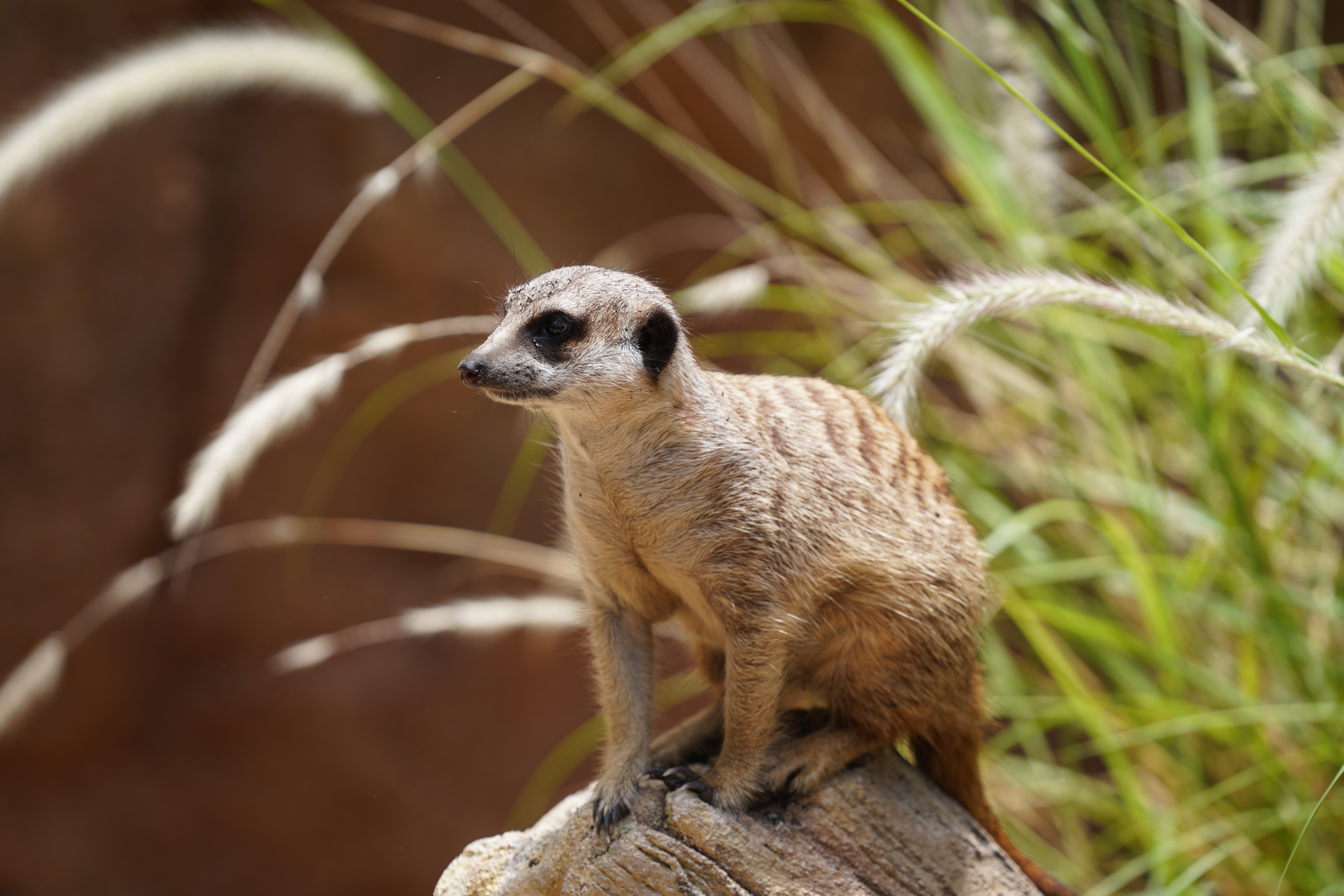 Inside Hong Kong’s Ocean Park as it opens ‘The Little Meerkat and Giant Tortoise Adventure ...