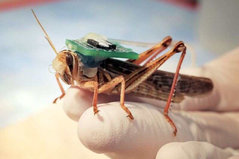 Bomb-sniffing ‘cyborg locusts’ could be US Navy’s next big thing ...