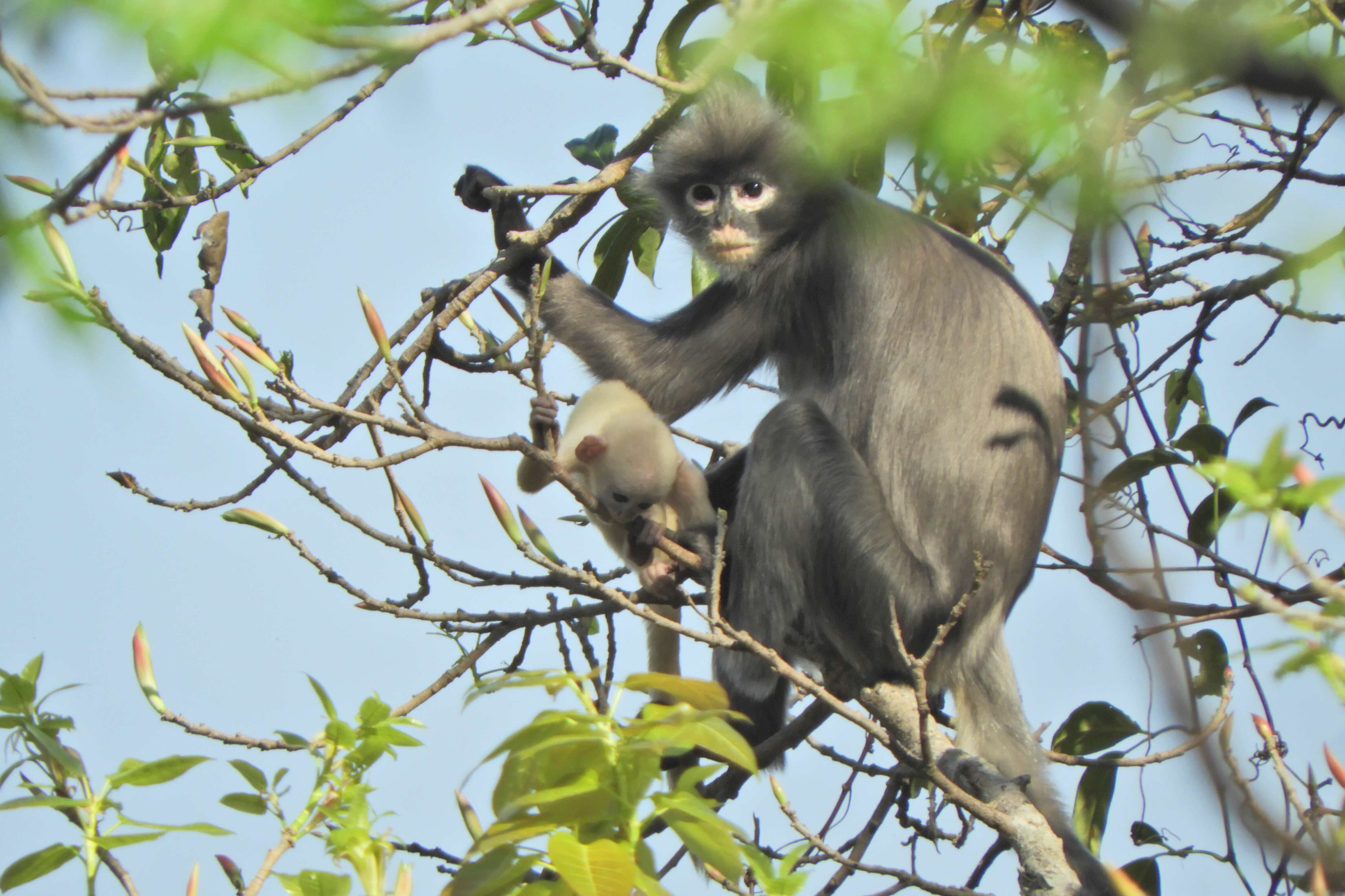 Newly discovered primate in Myanmar 'already facing extinction' | Young ...