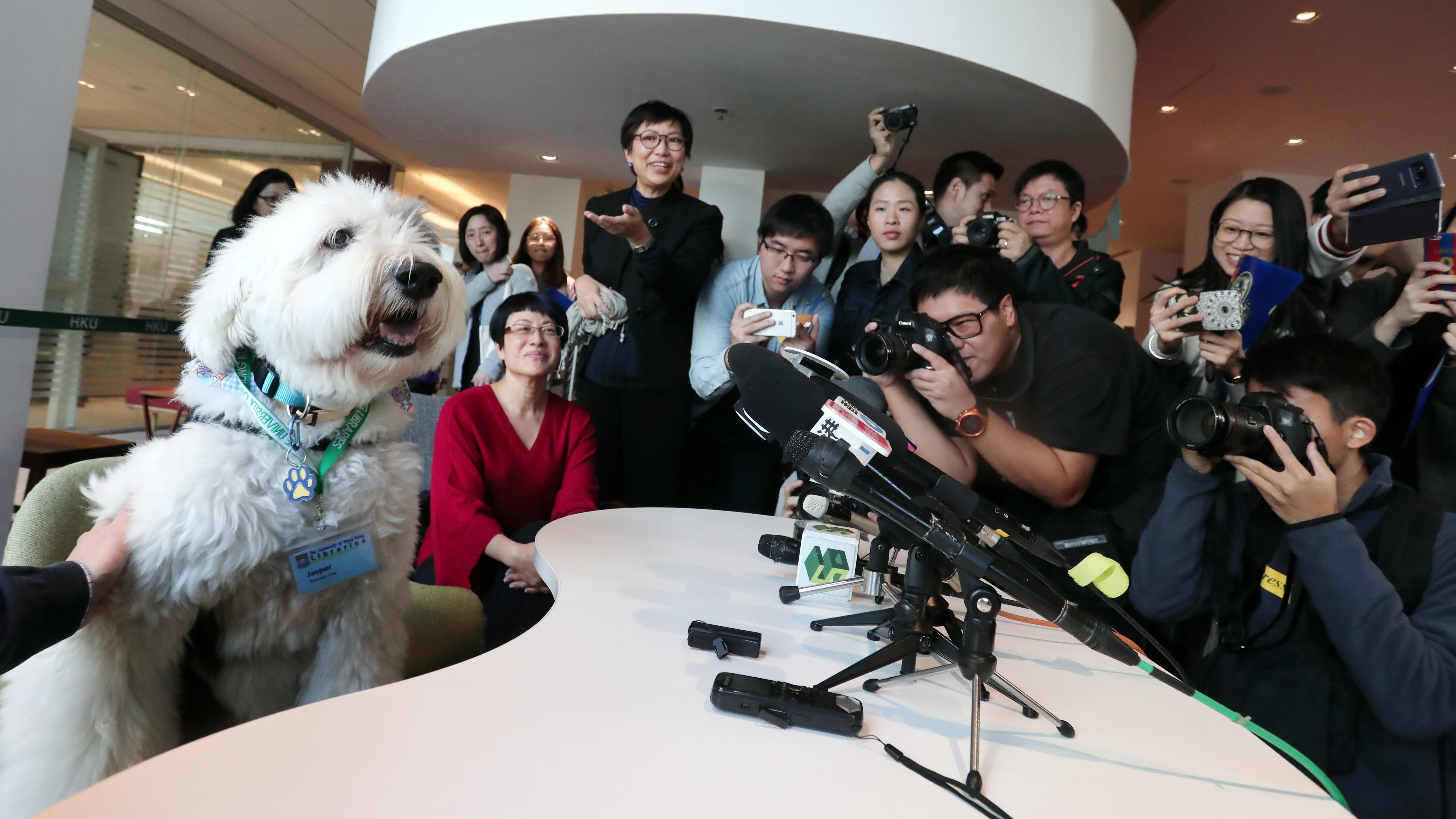Beloved Hong Kong therapy dog, Jasper, dies aged 12 | Young Post Club