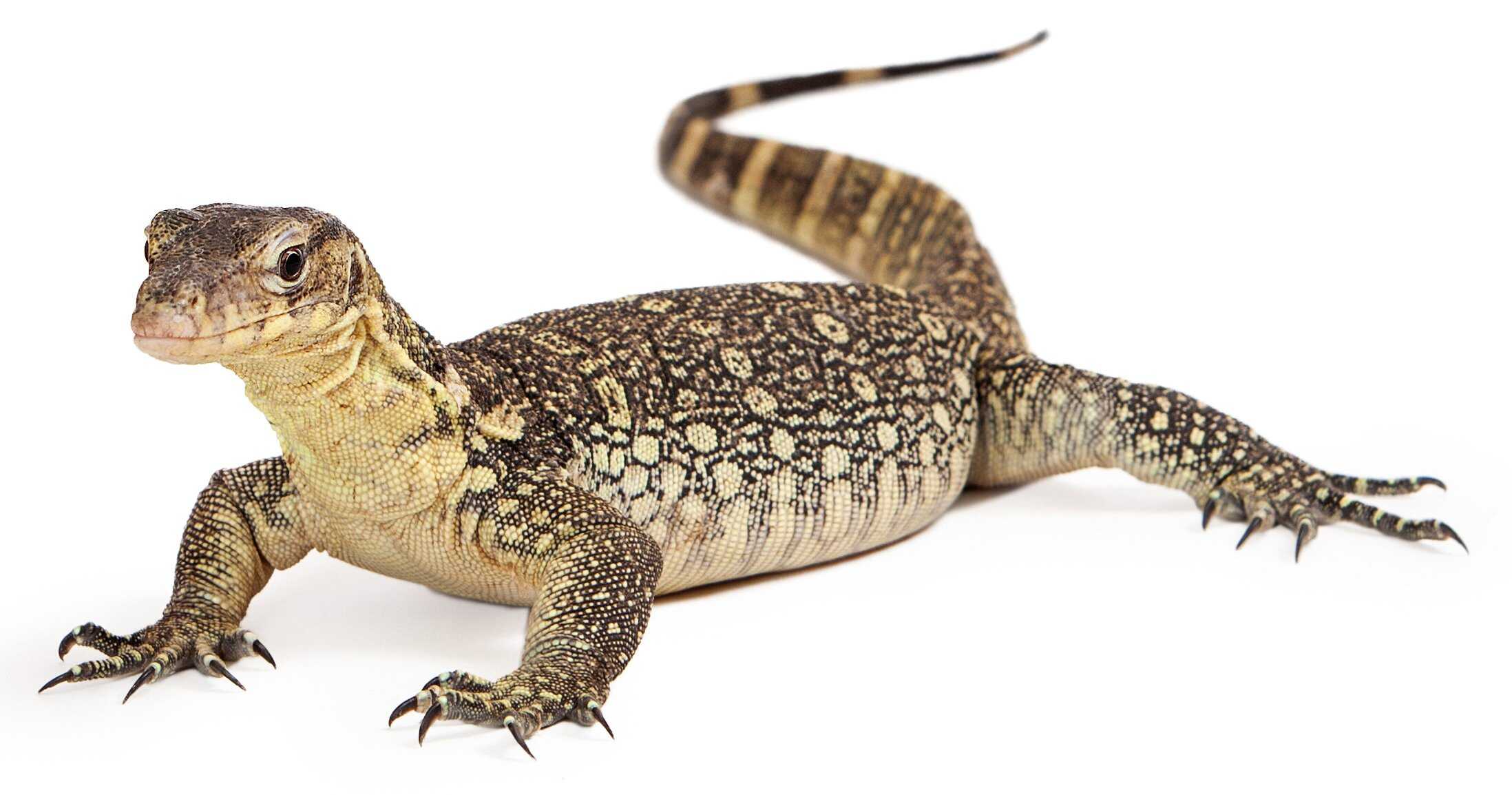 Hong Kong's giant lizards might be back | Young Post Club